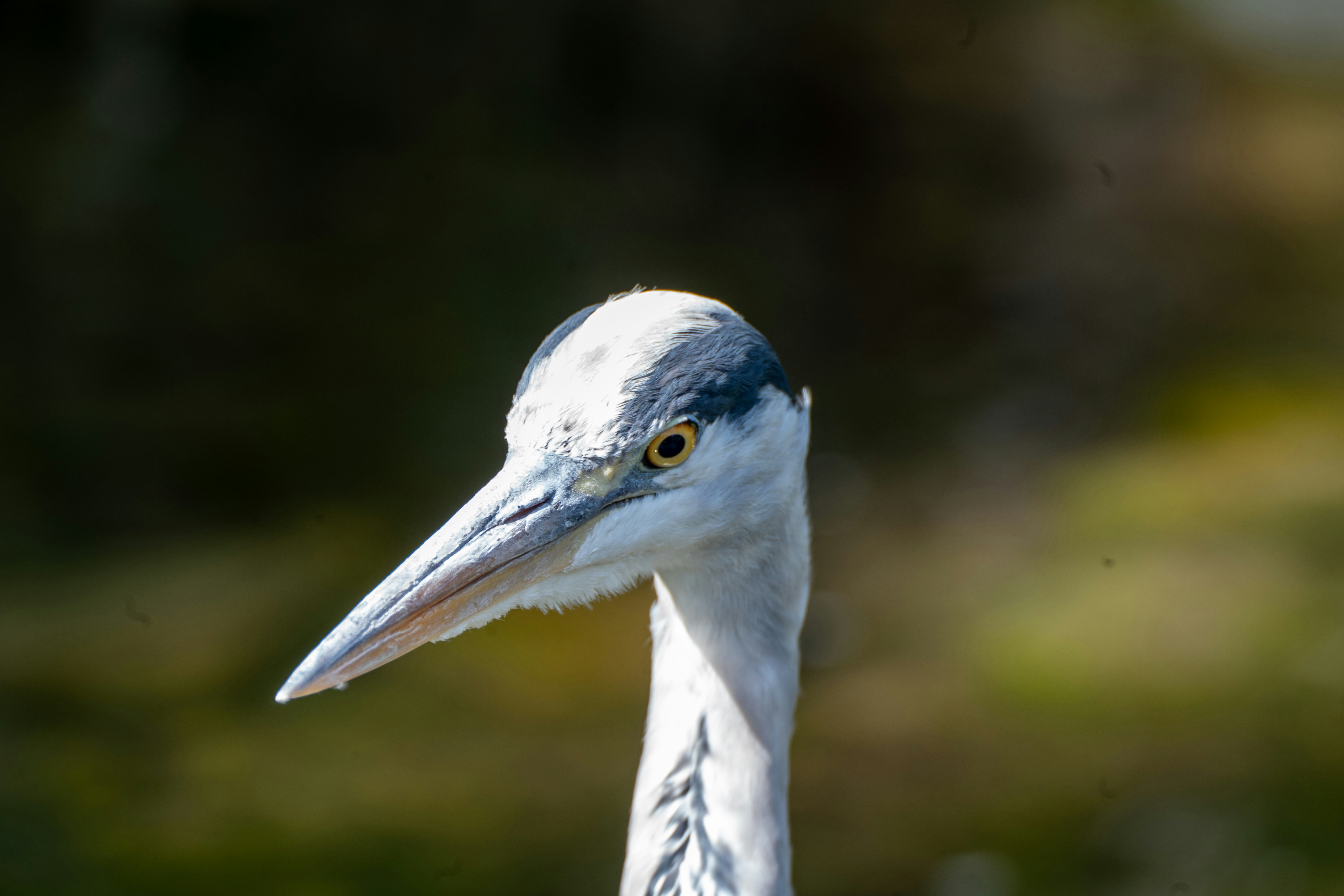 Stalking Focus: A Heron’s Gaze in Soft Backlight