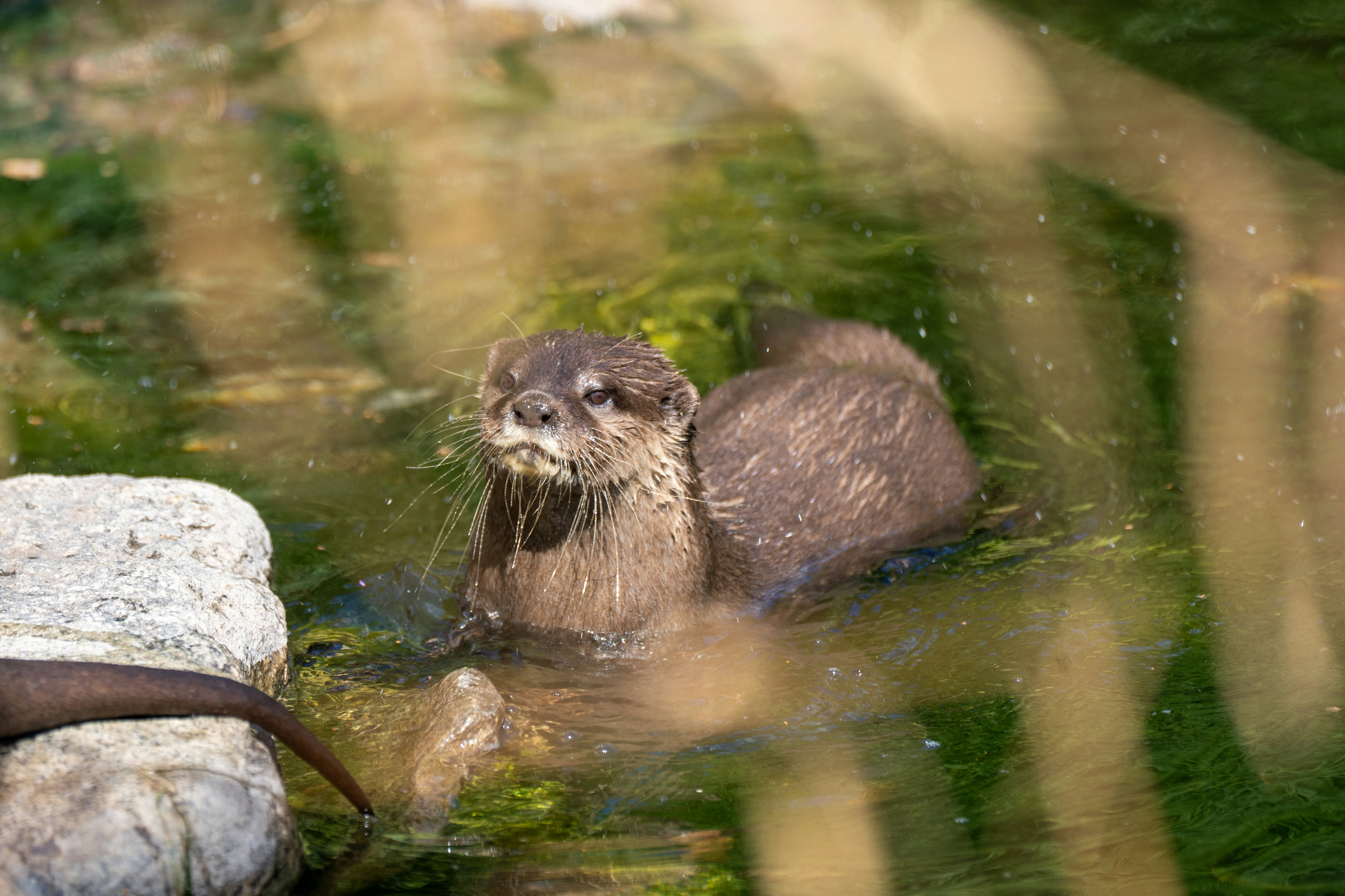 Otter’s Quiet Glimpse in a Weedy Pond