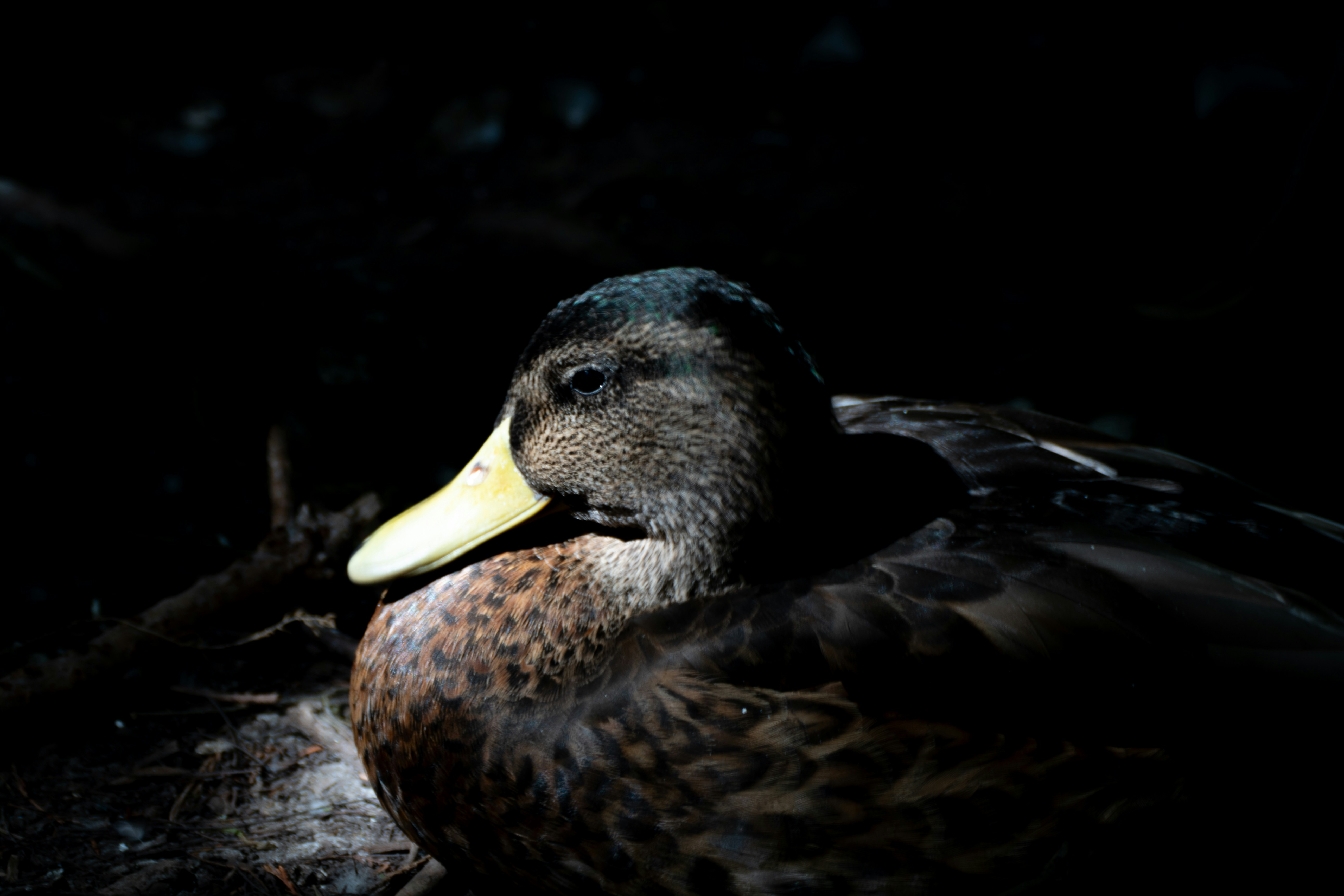 Midnight Mallard: A Quiet Bend of Light on a Duck's Wake
