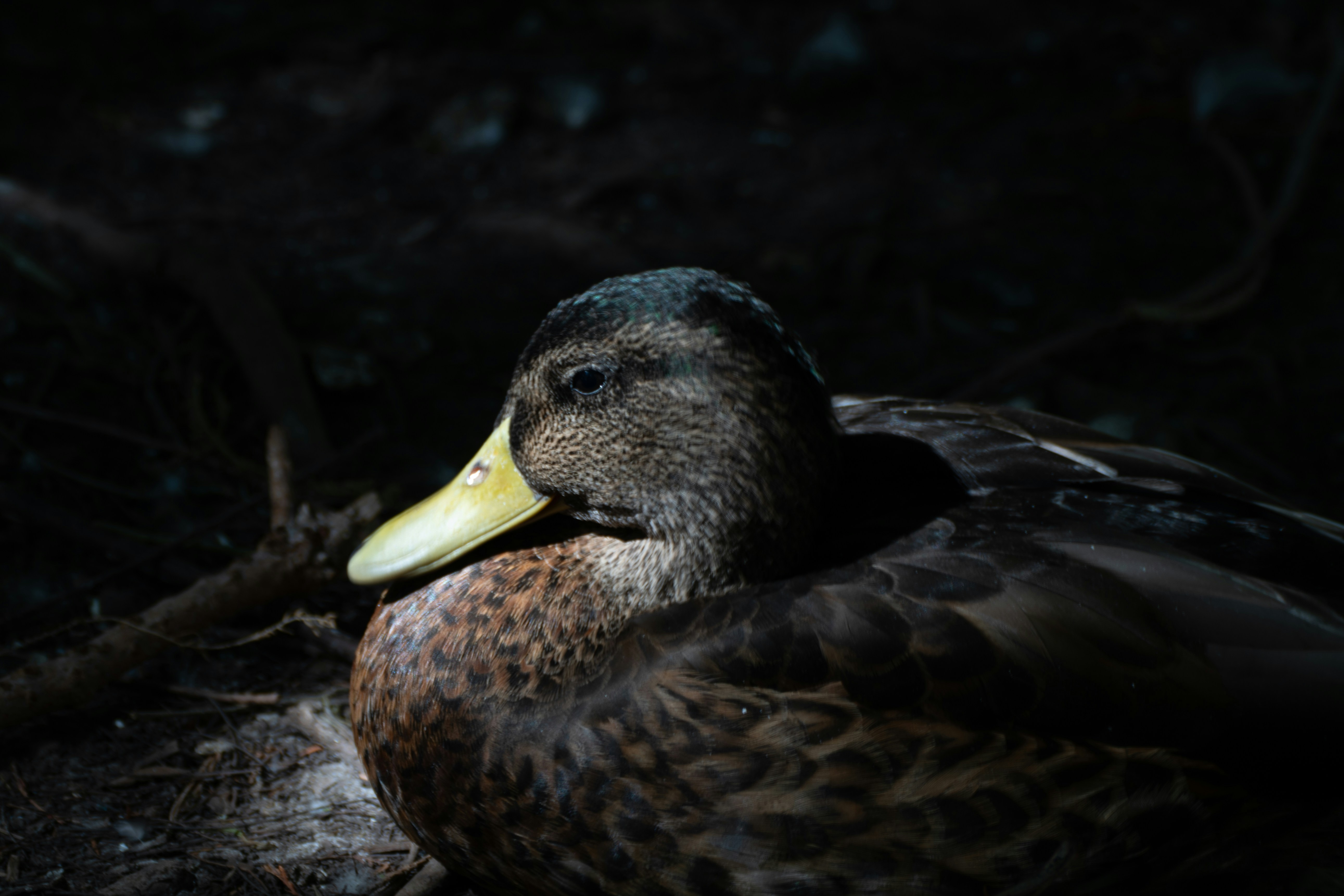 Midnight Drake: A Duck Emerges in Shadowed Wetlands