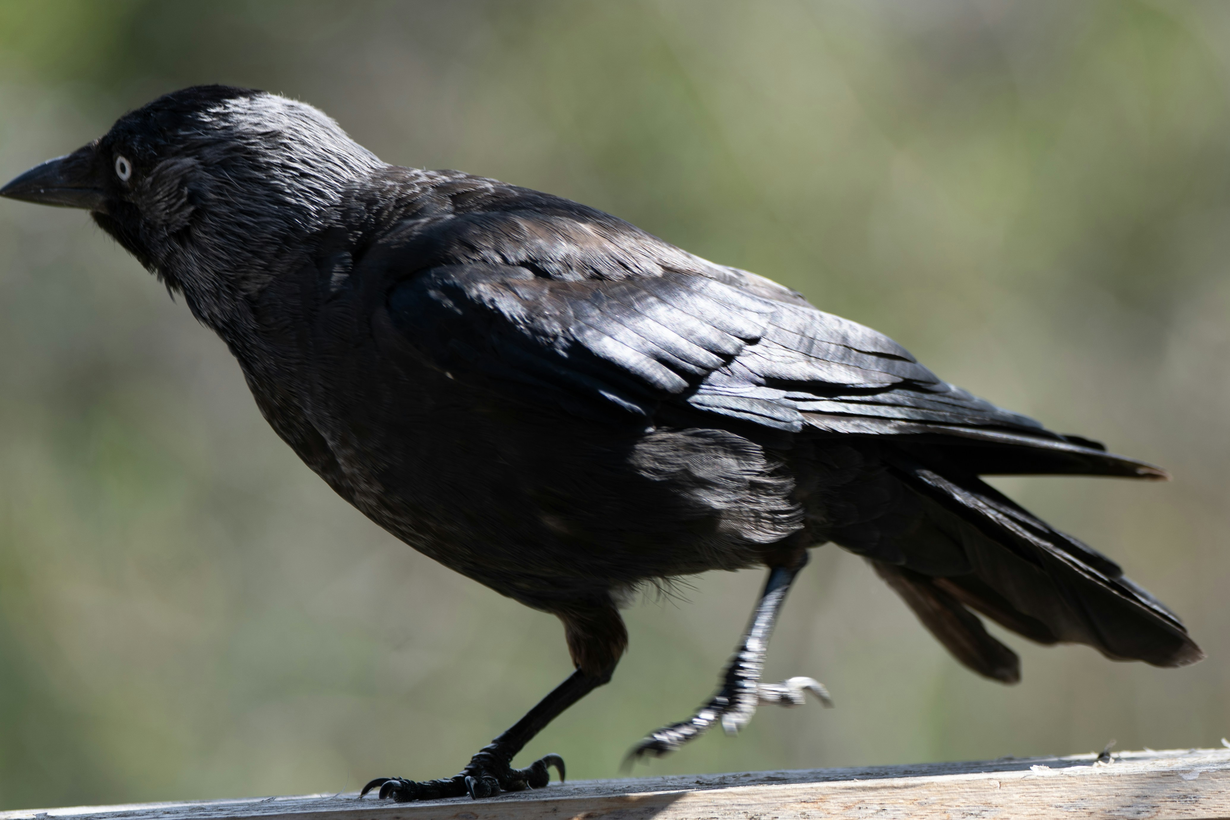 Midstride Crow on a Wood Beam with Soft Bokeh Backdrop