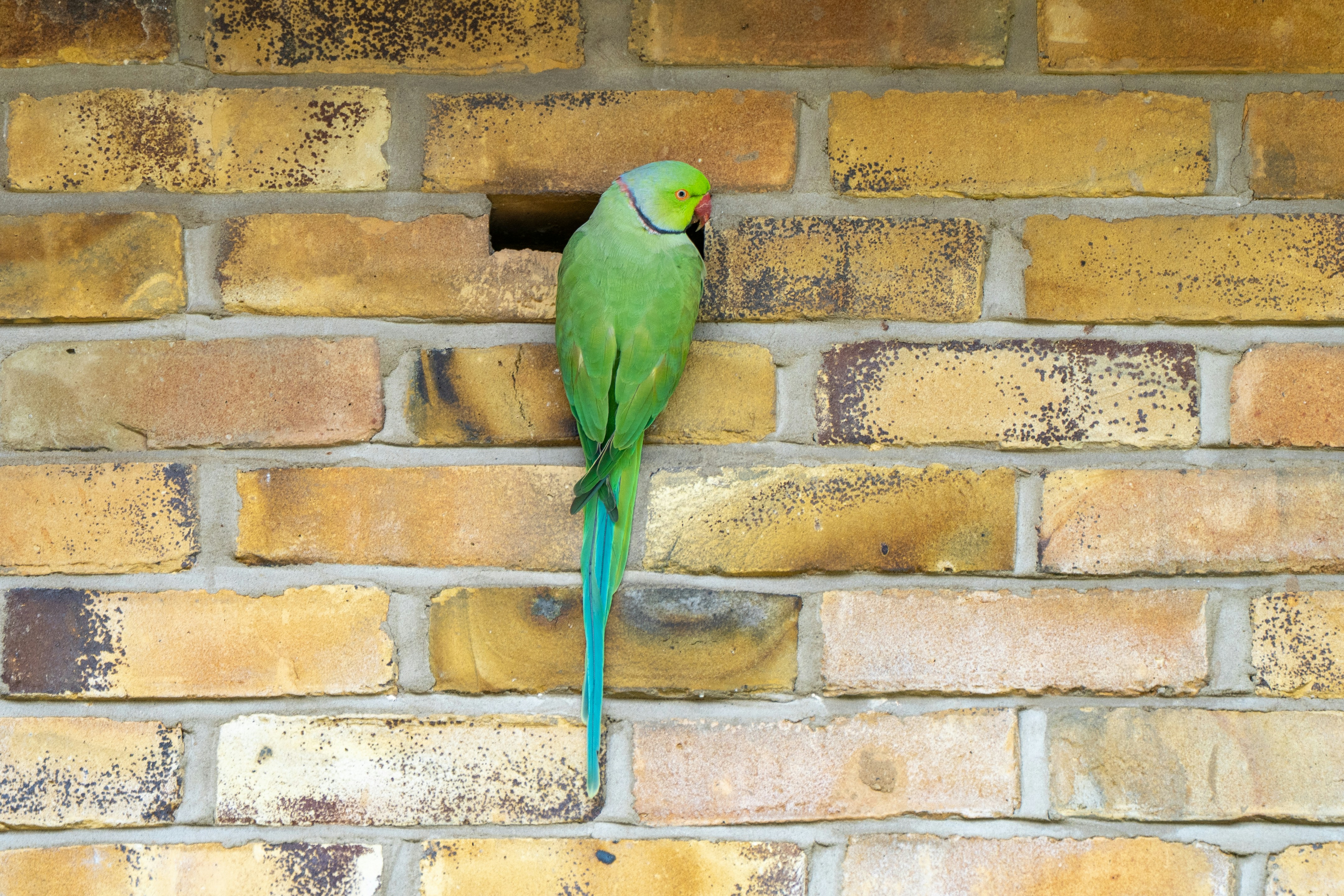 Emerald Ingress: A Parrot Pausing on a Brick Wall