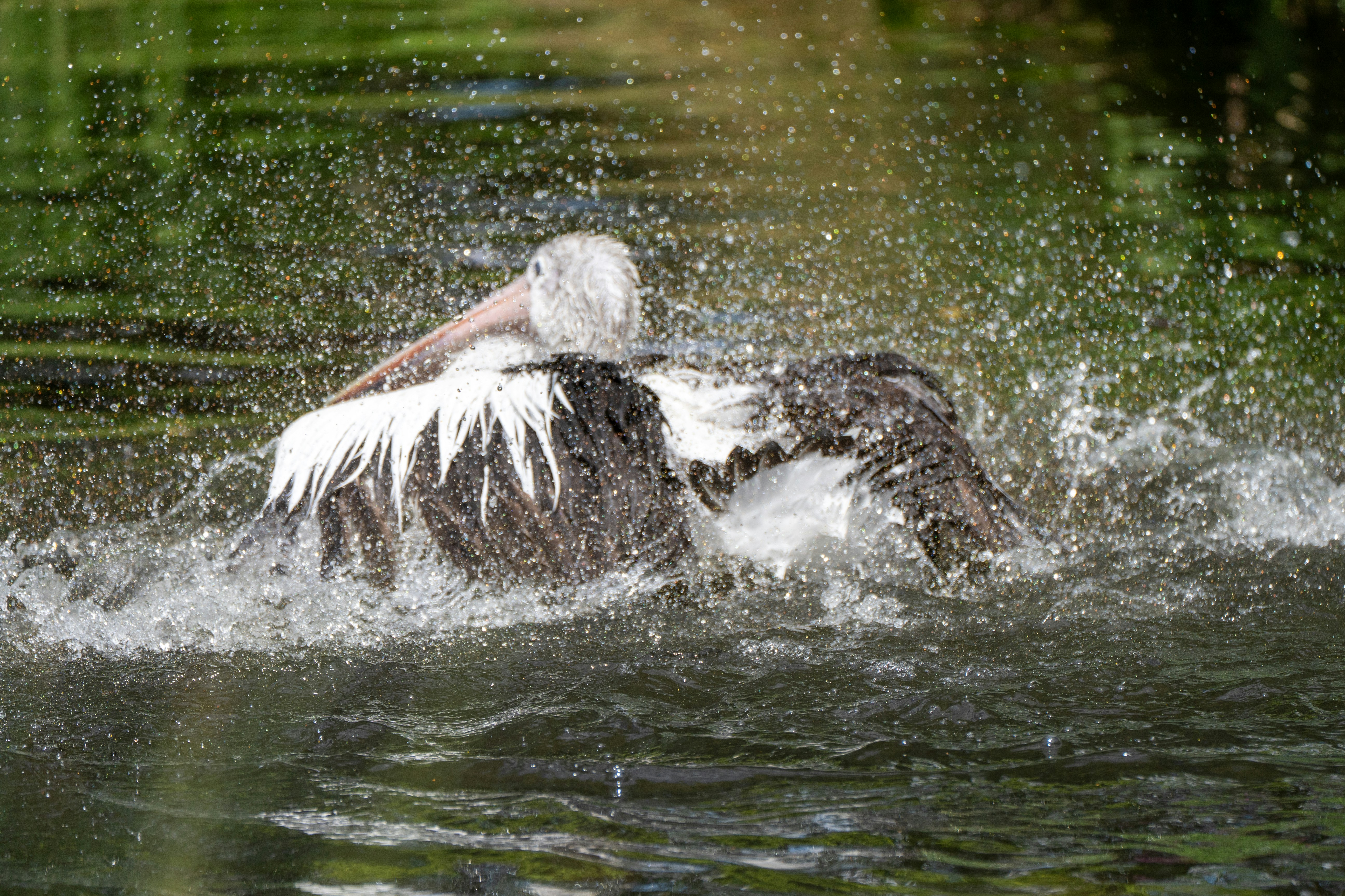 Pelican Wake: A White Heron Rises Through Spray