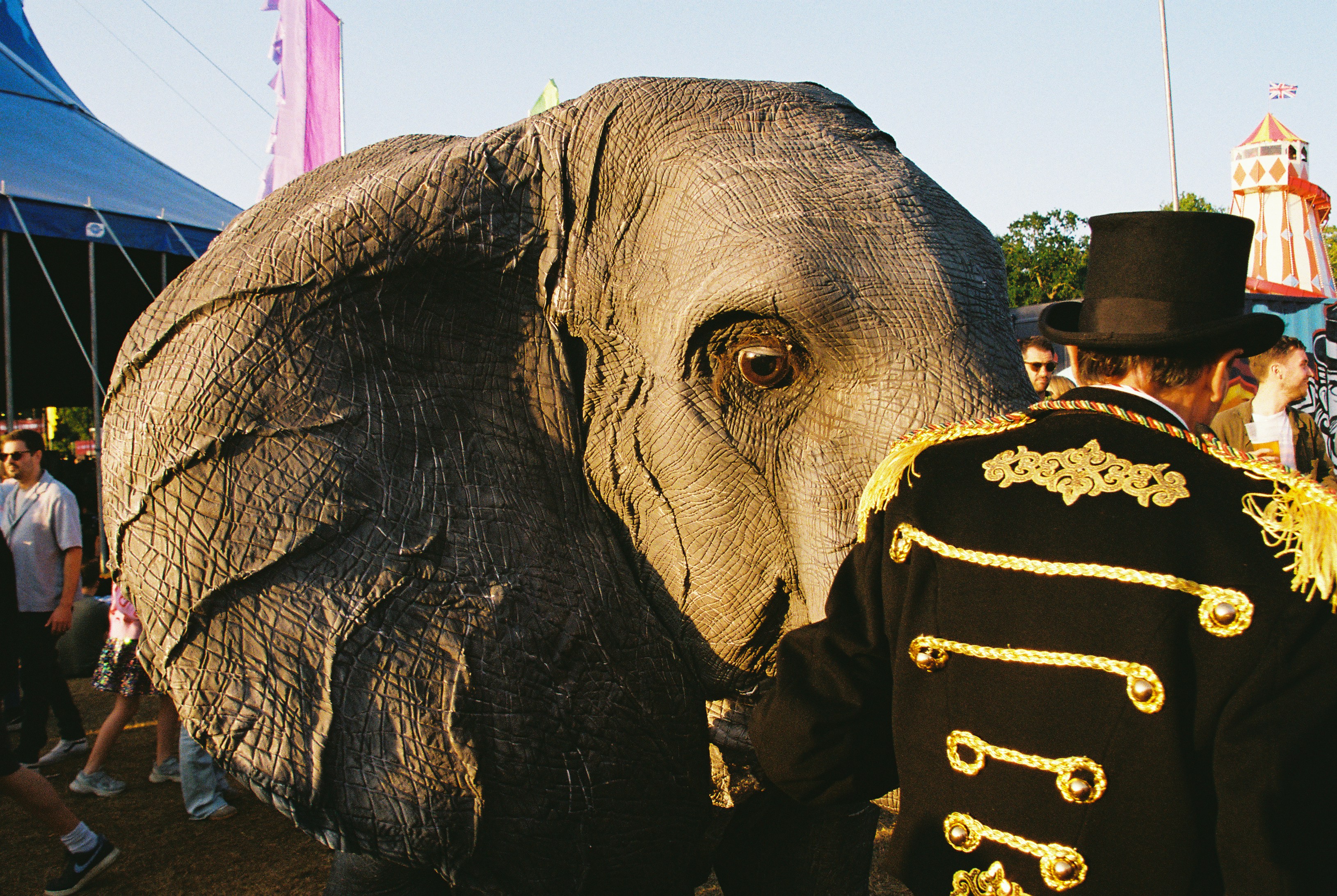 Elephant at the Edge: Portrait Amid Circus-Style Attire