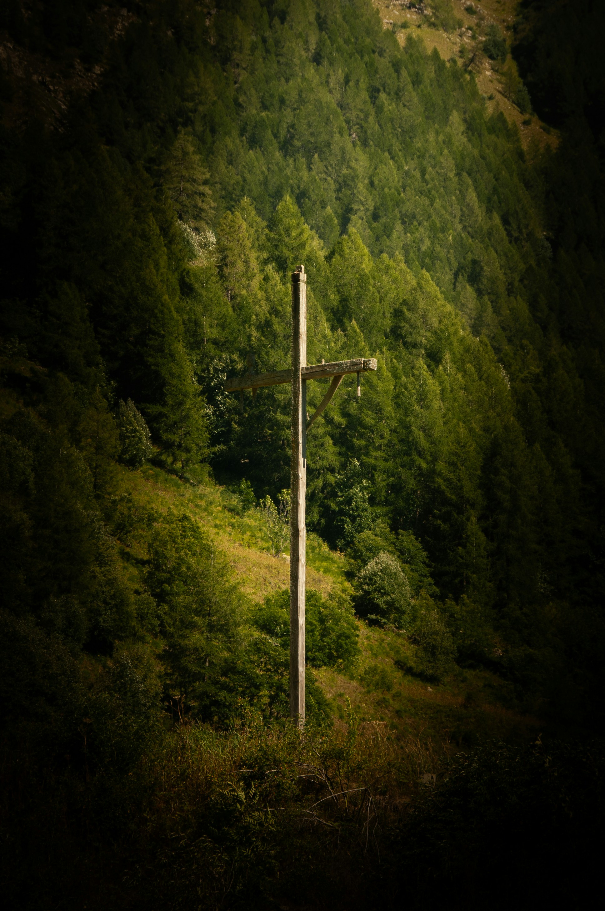Silent Sentinel: A Wooden Cross Amid a Pine Valley