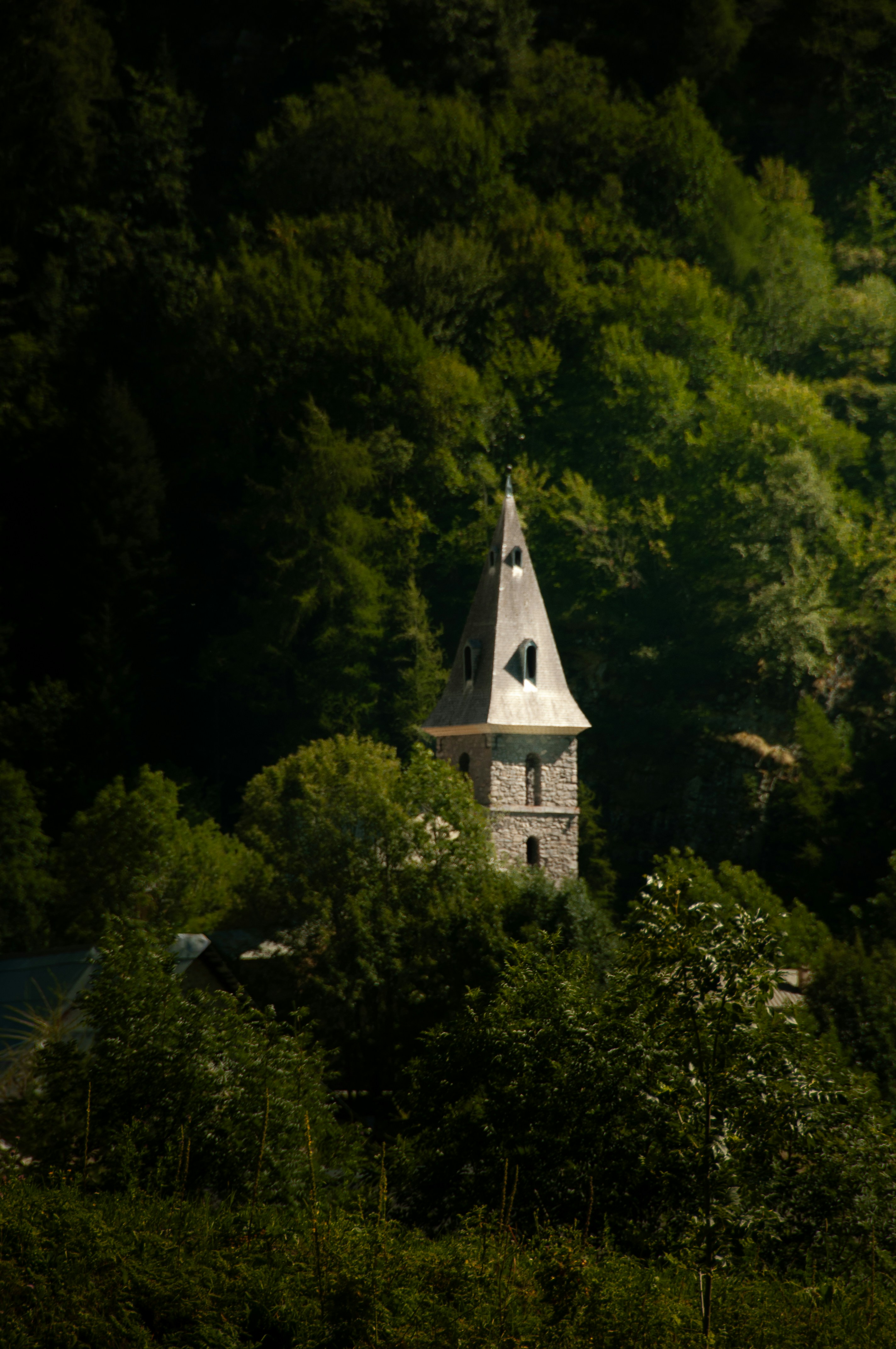 A Steeple Rising Between Pines