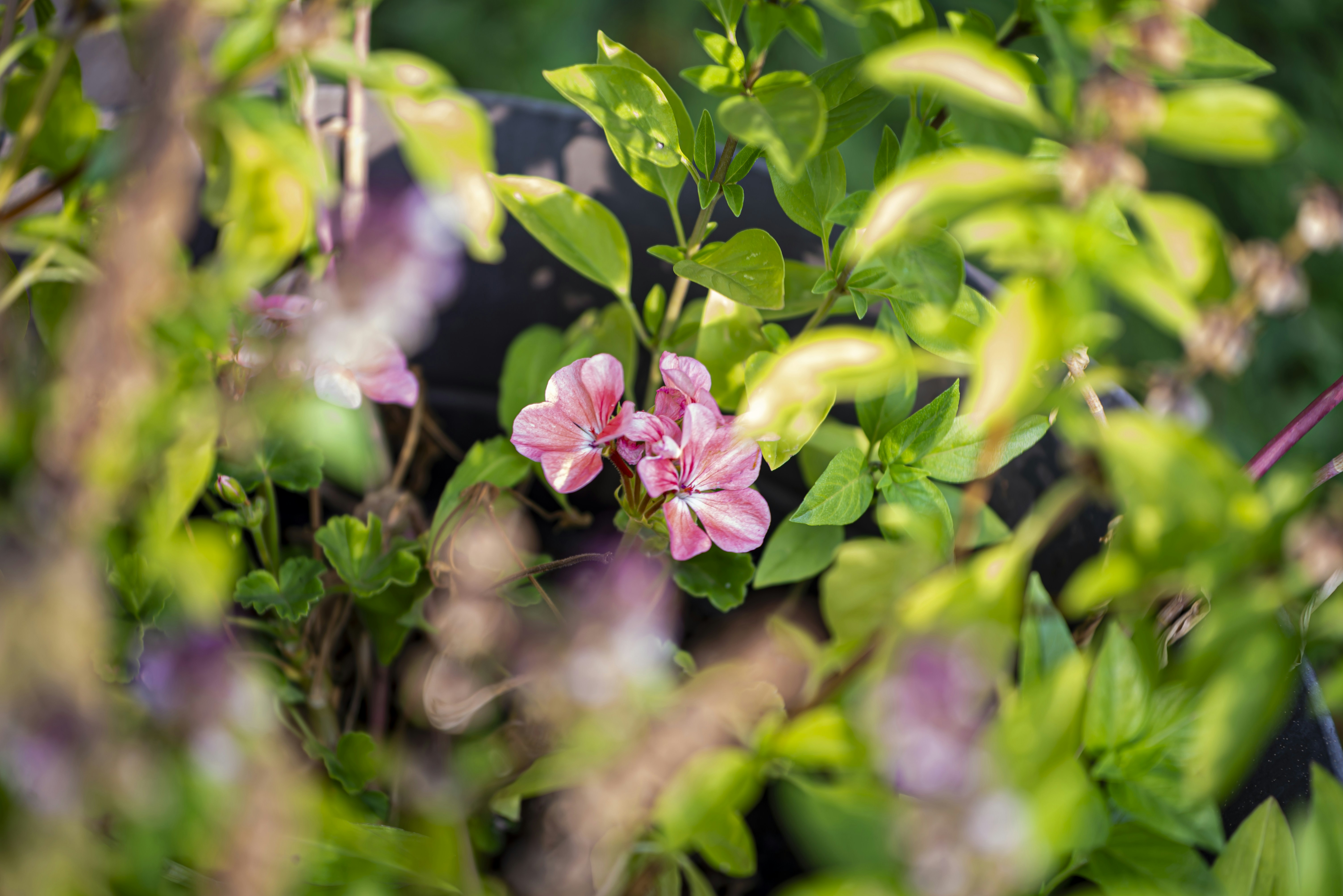Pink Petals in a Quiet Green Nook