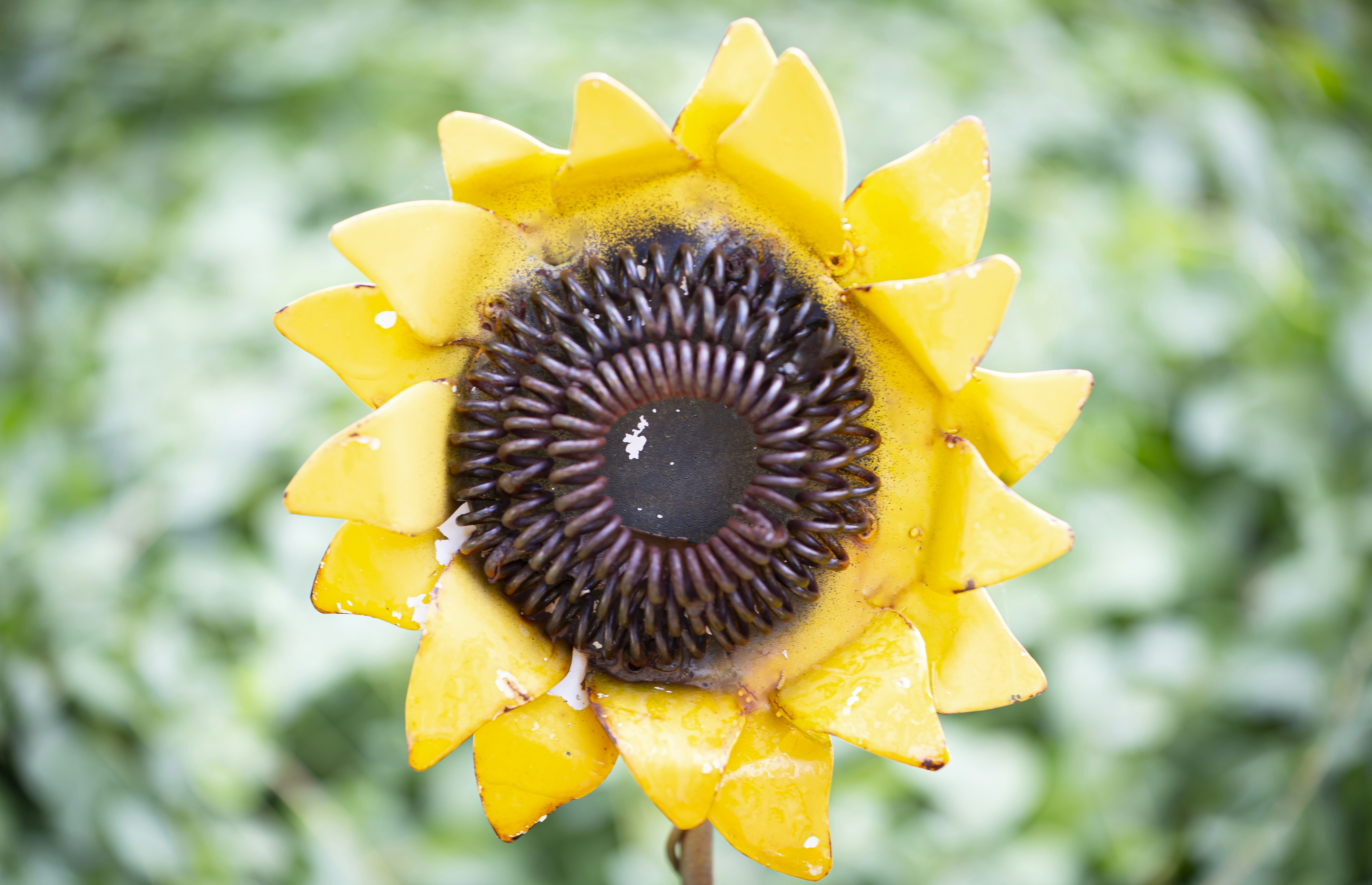 Sunflower Macula: A Close-Up of a Weathered Bloom’s Eye
