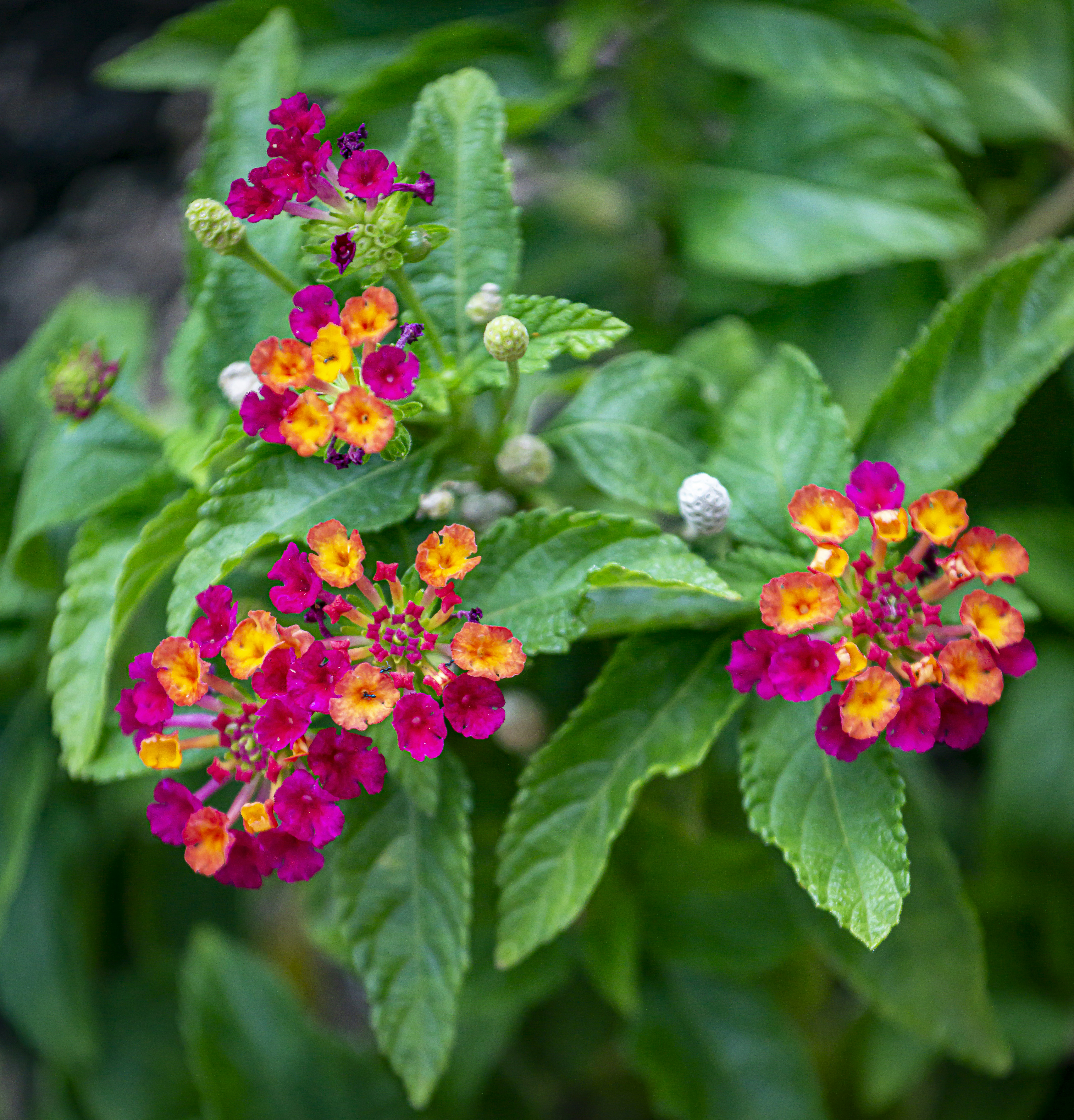 Vibrant Lantana Cluster in Sunlit Garden