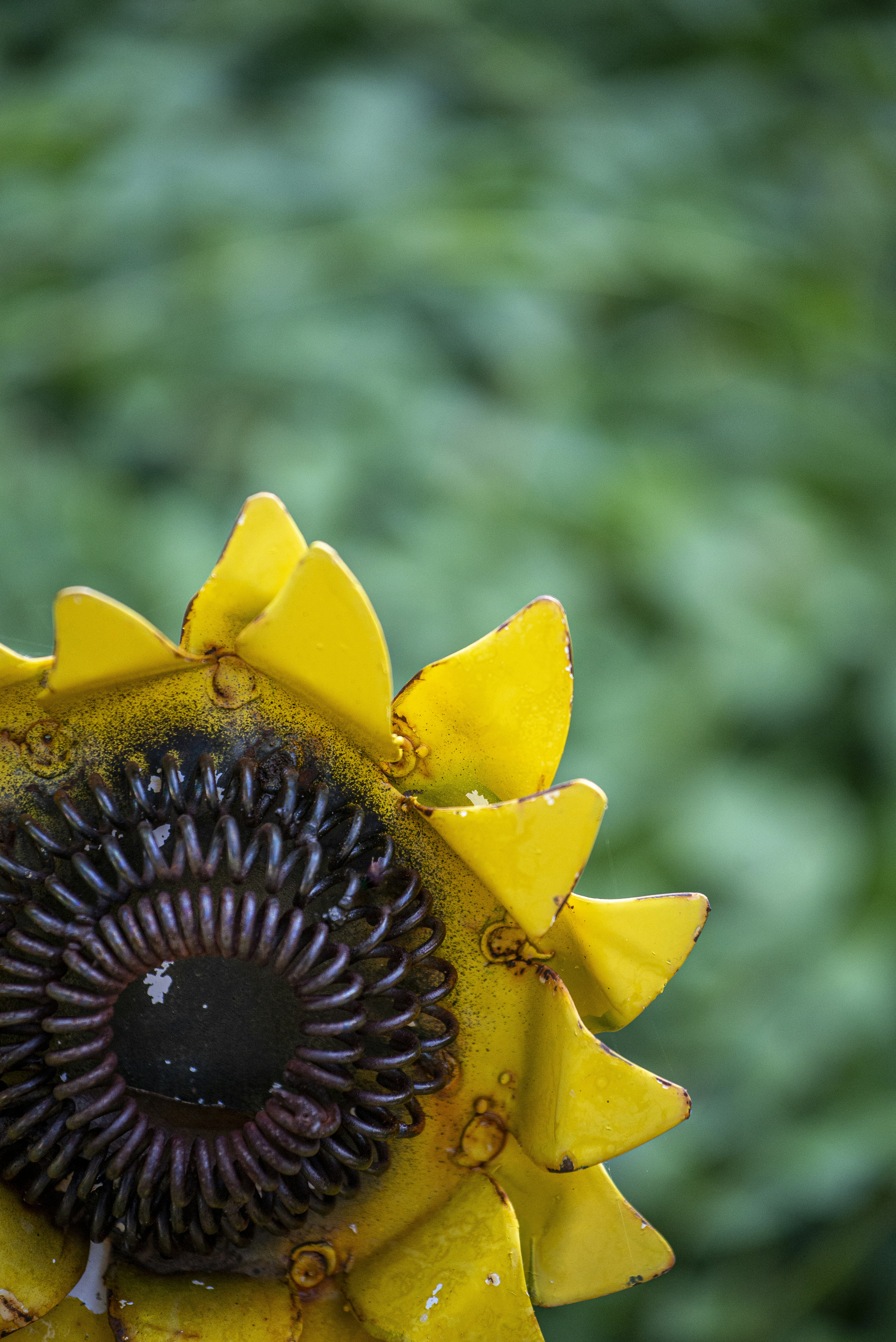 Close-up of a Sunflower's Eye: A Bold Yellow Petal Frame