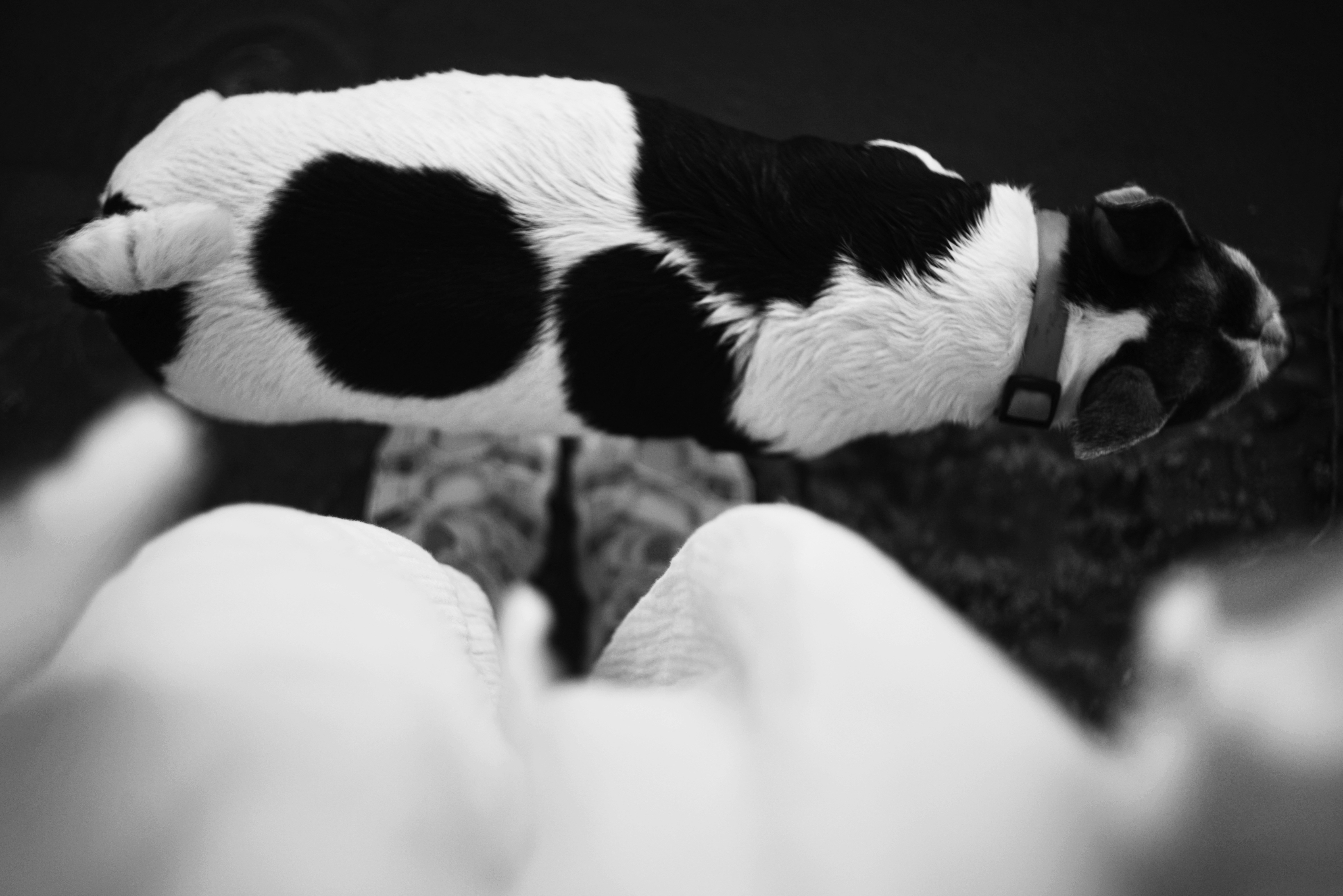 A Black-and-White Moment: Calico Paws Trending Across the Grass