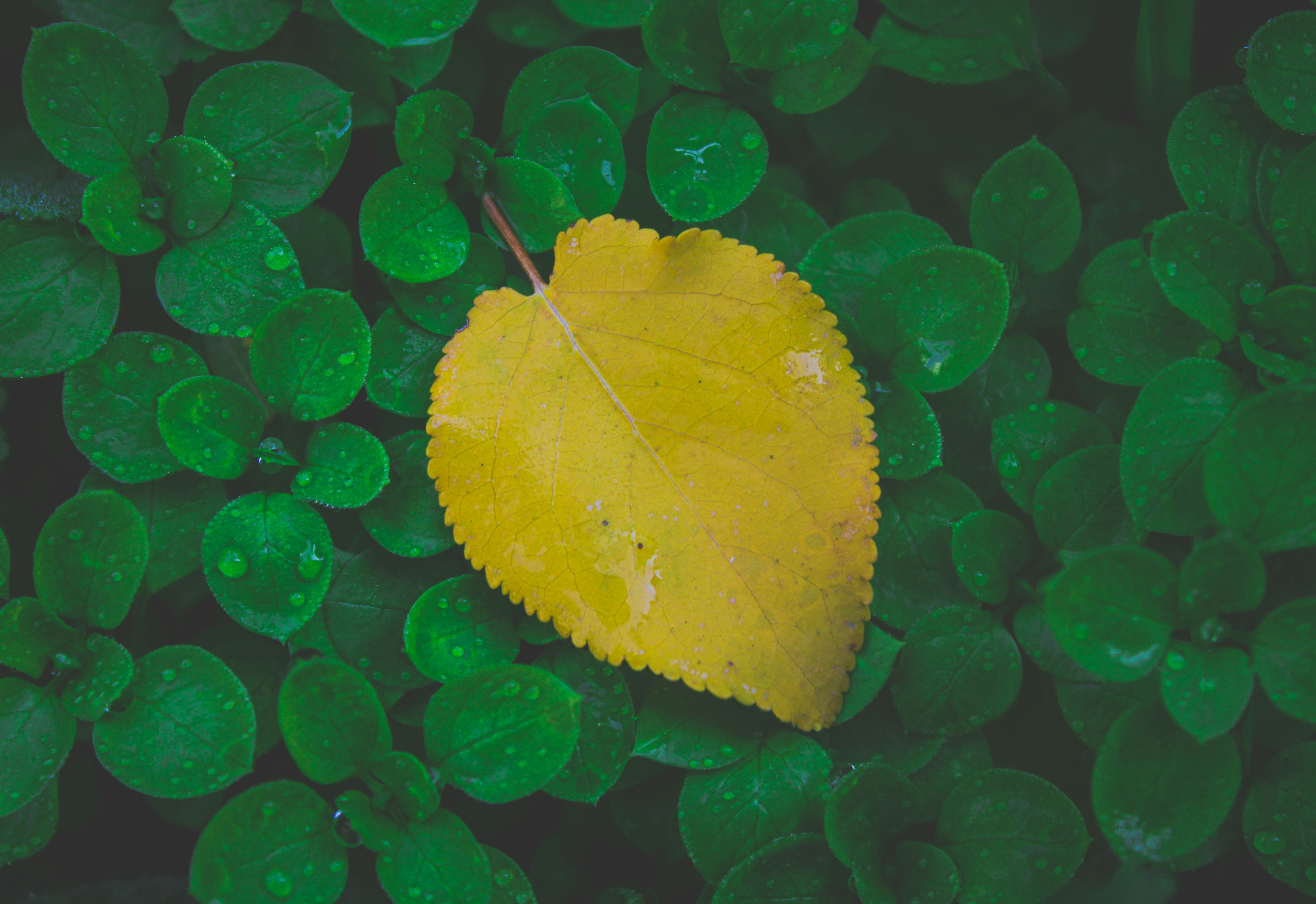 Yellow Leaf Among Emerald Groundcover