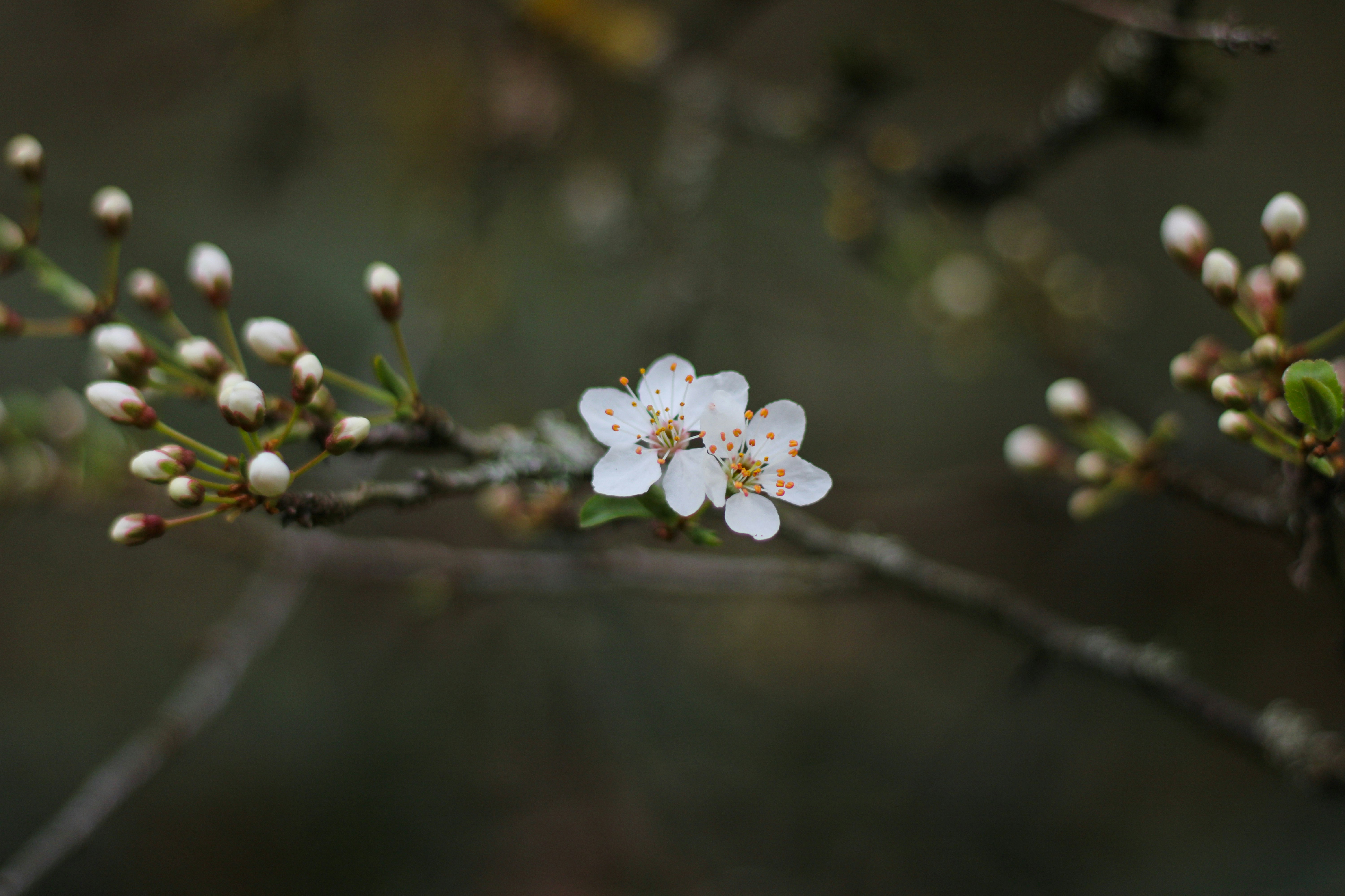 Delicate white blossoms on a thin branch stand out against a soft, blurred background, highlighting a subtle central bloom and budding buds in early bloom.