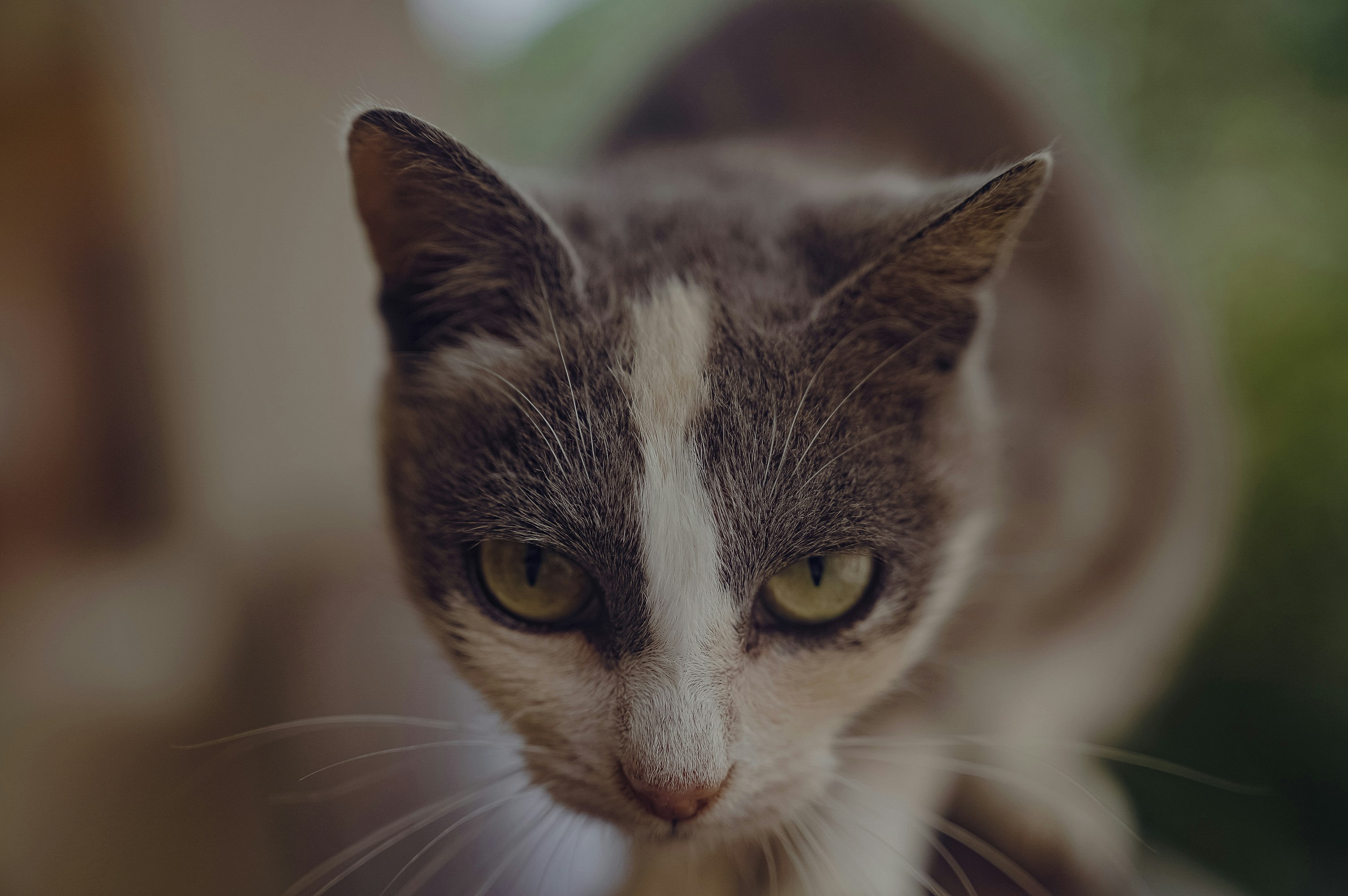 Close-up Gaze: A Cat’s Focused Moment in Soft Backlight