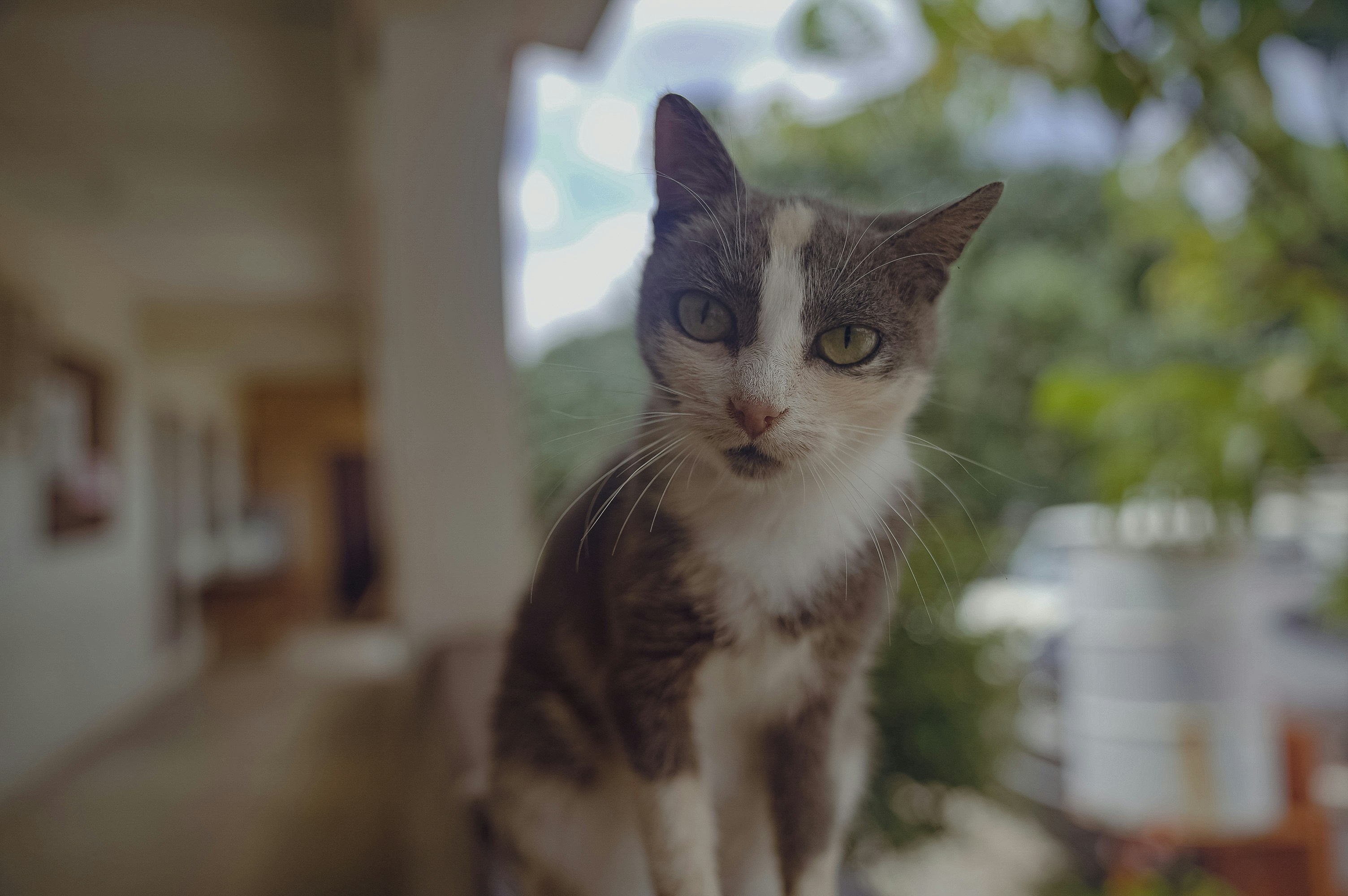 Curious Whiskers Under a Soft Porch Light