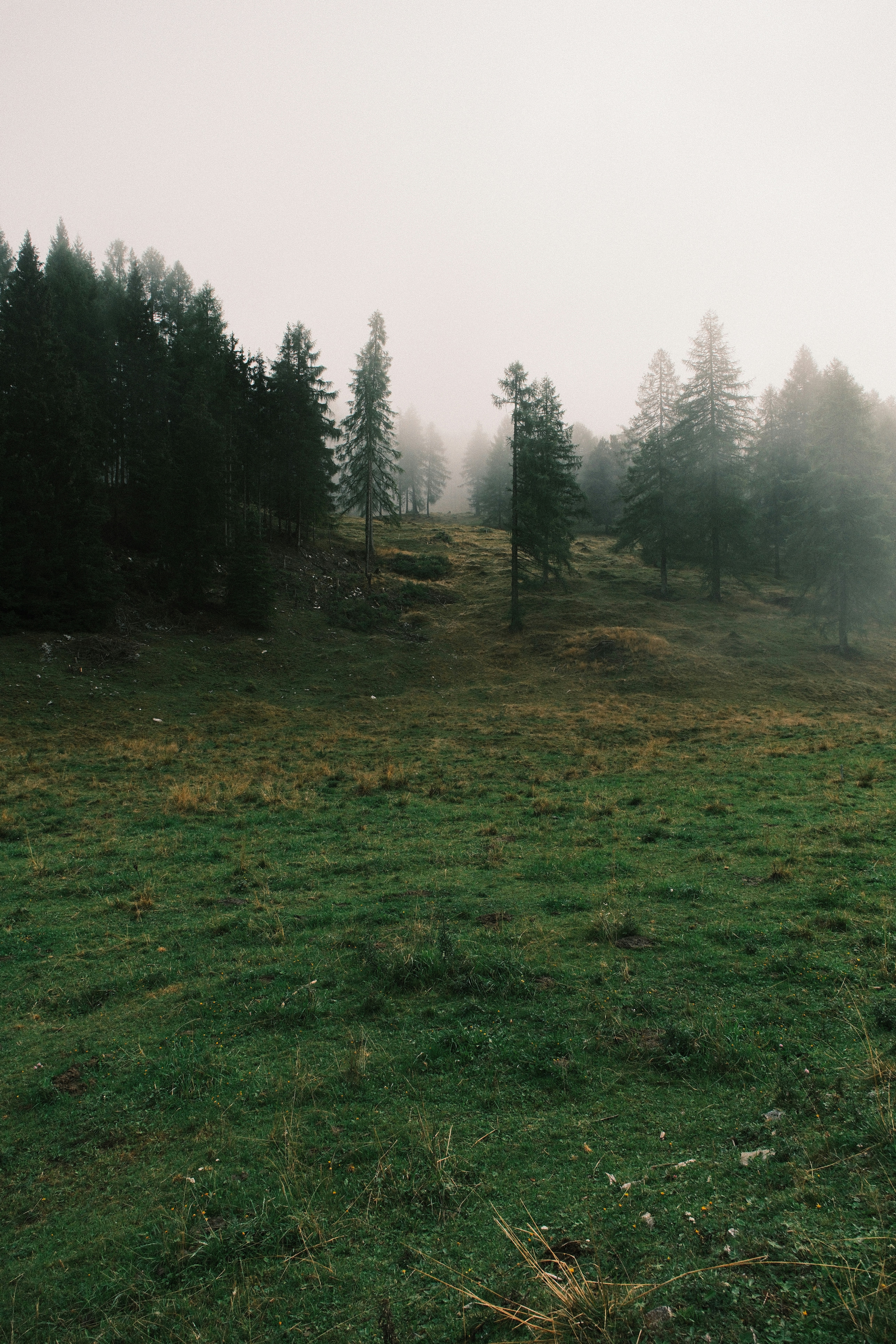 A grassy meadow leading to a forest of pine trees in thick fog