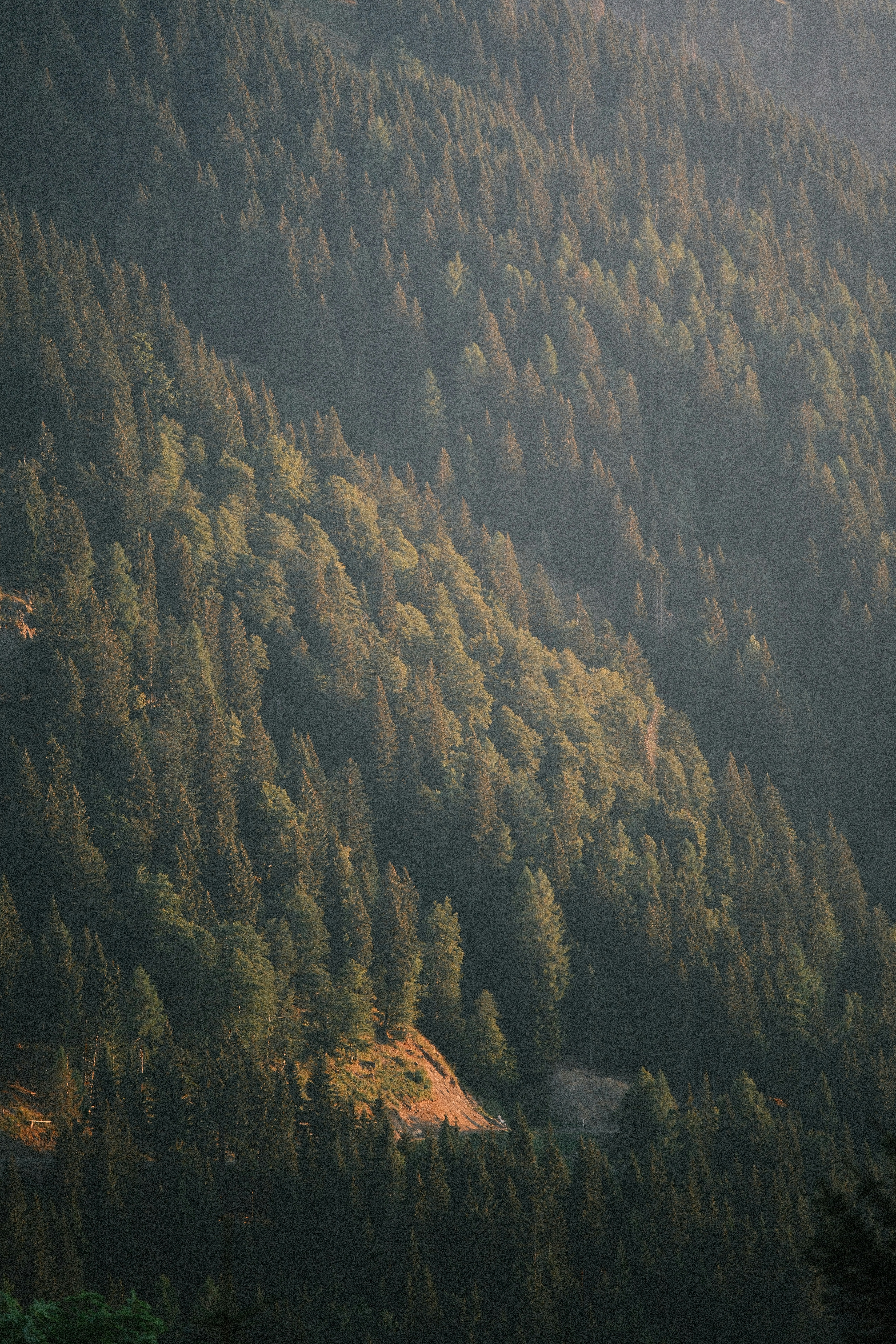 Moonlit Ridge: Towering Pines Drape a Golden Calm