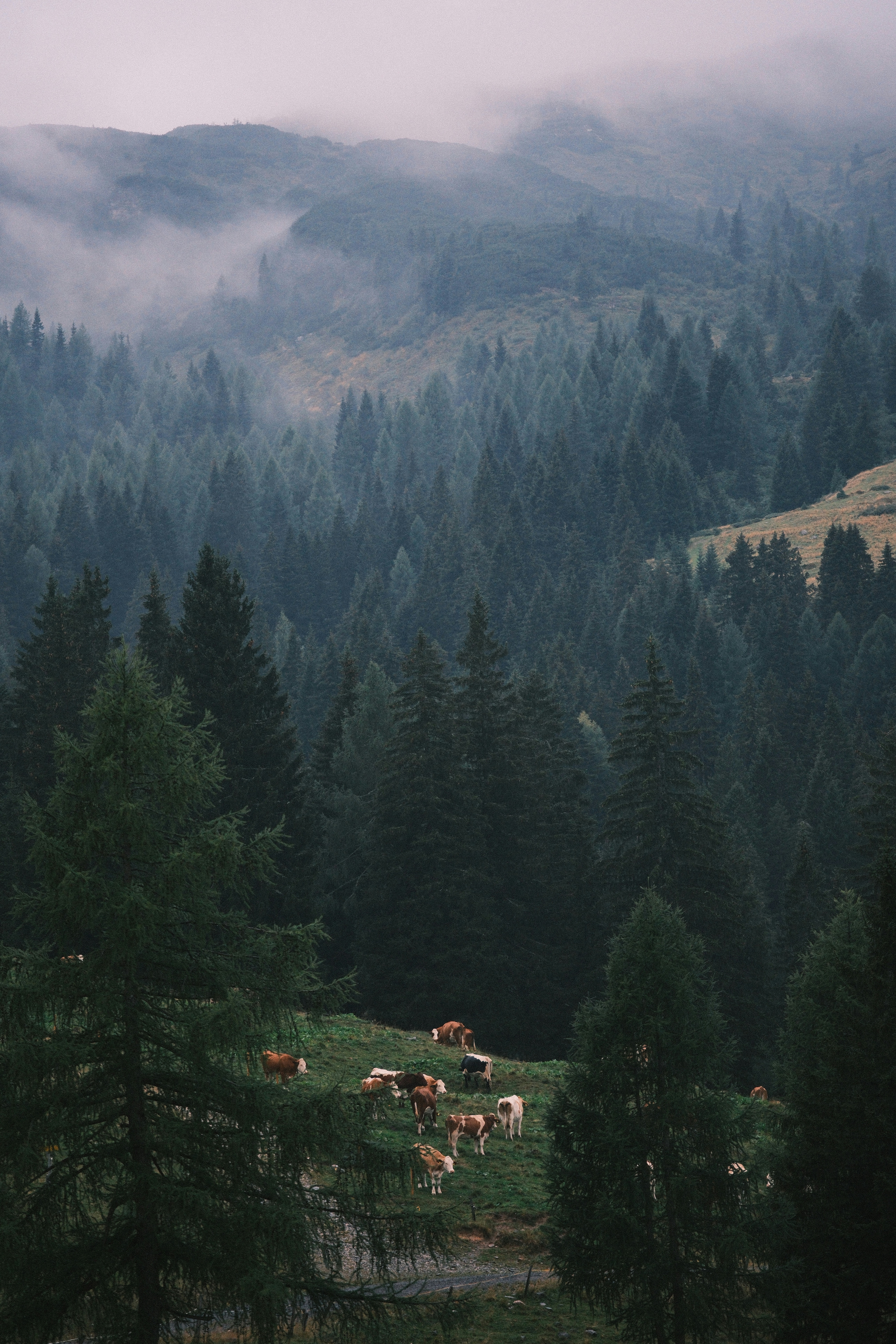 Grazing in the Mist: Cattle in a Mountain Meadow