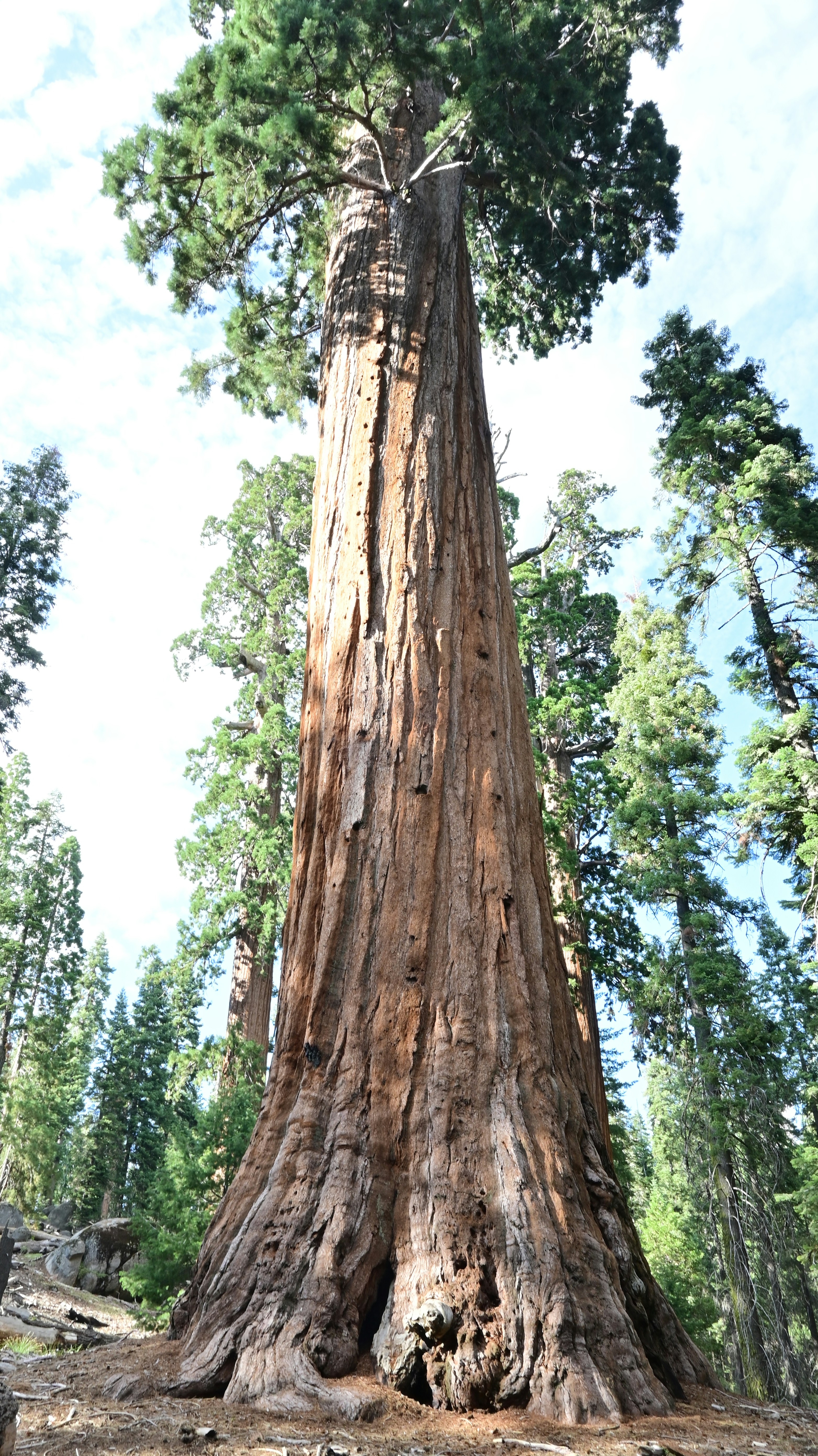 Massive Redwood in a Cathedral of Pines