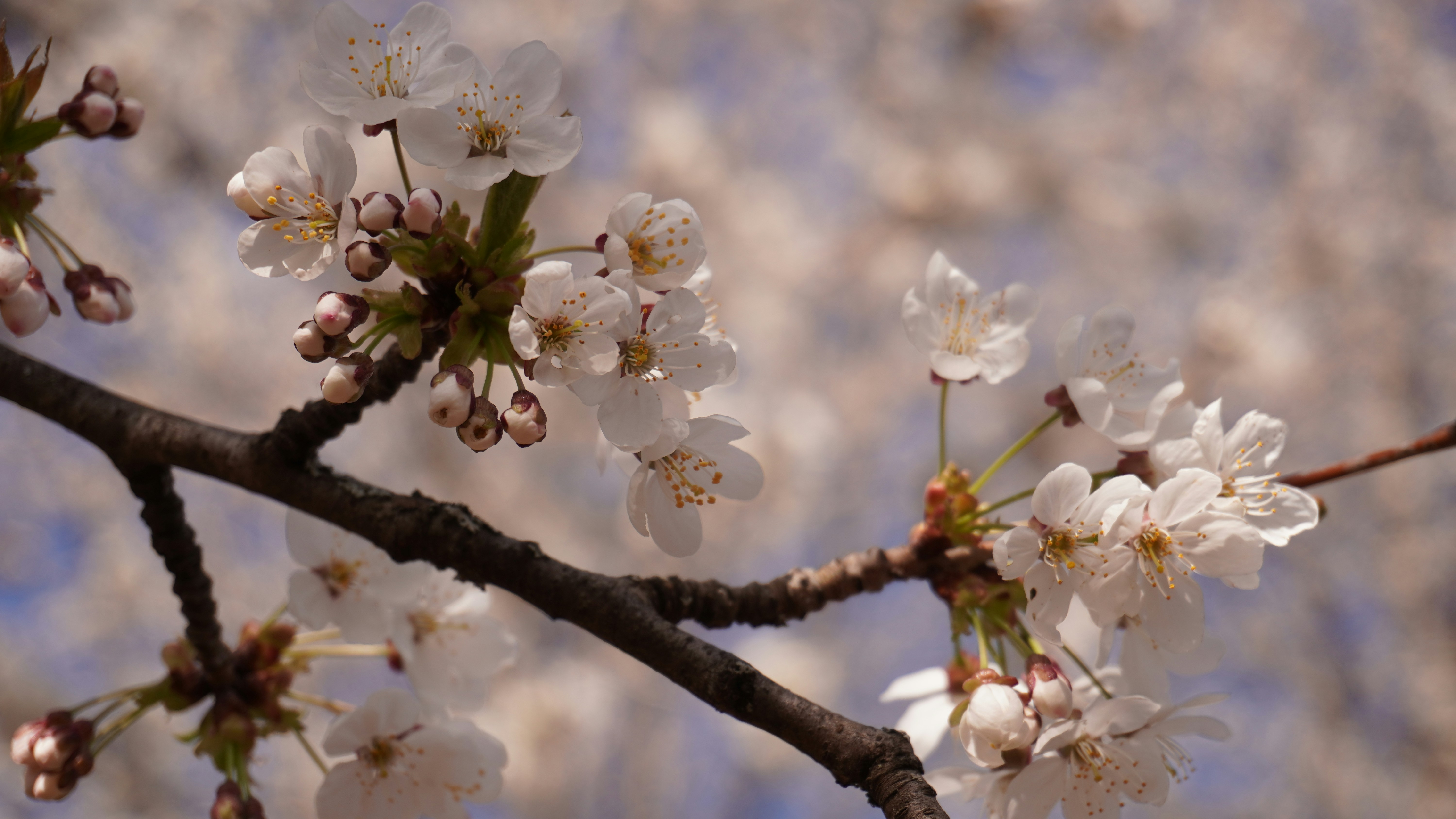 Blossoms in Soft Focus: Quiet Spring on a Branch