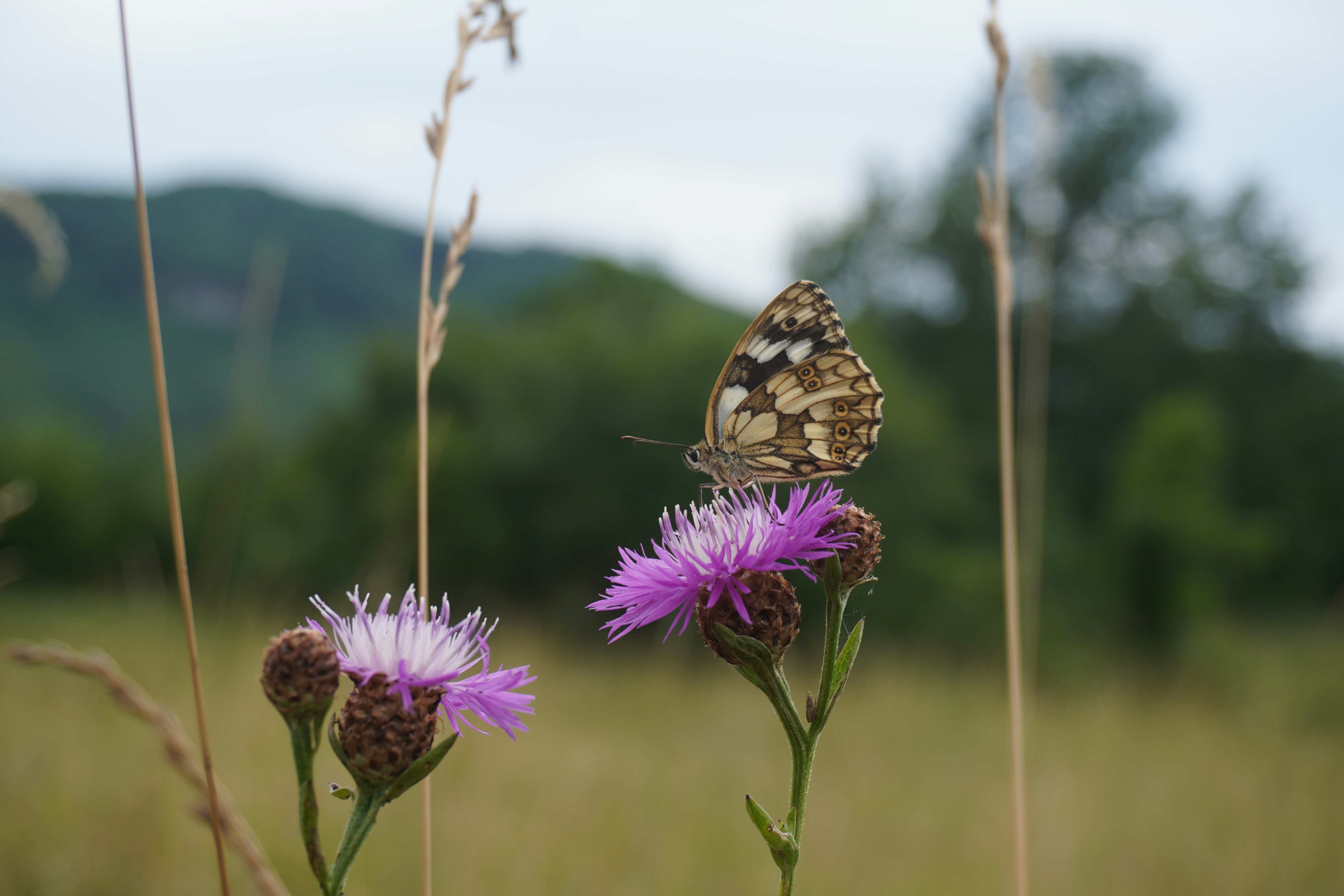 Butterfly Crowned on Purple Dandelion in a Meadow