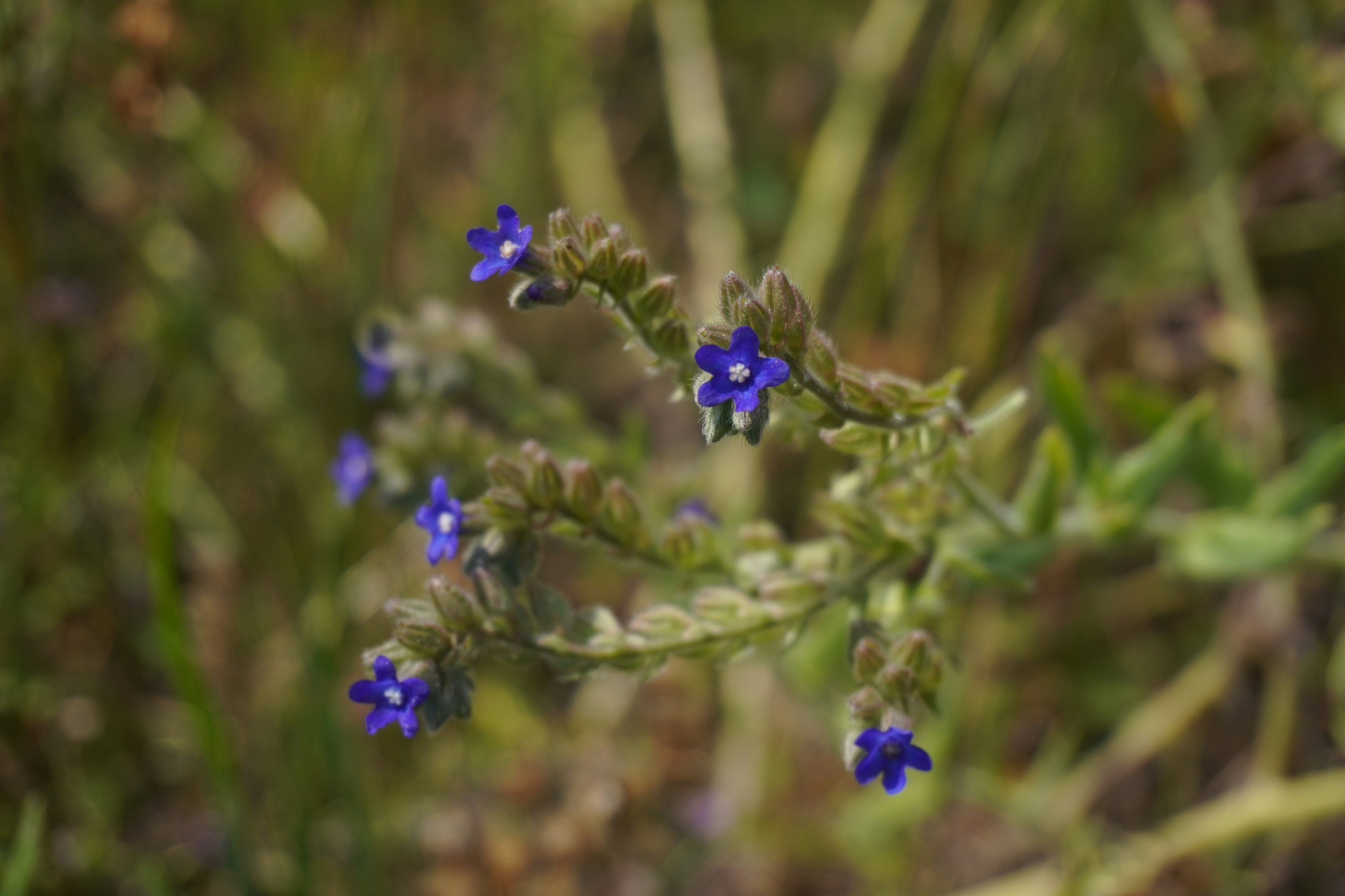 Delicate Indigo Bloom Cluster in Blur-green Hollow