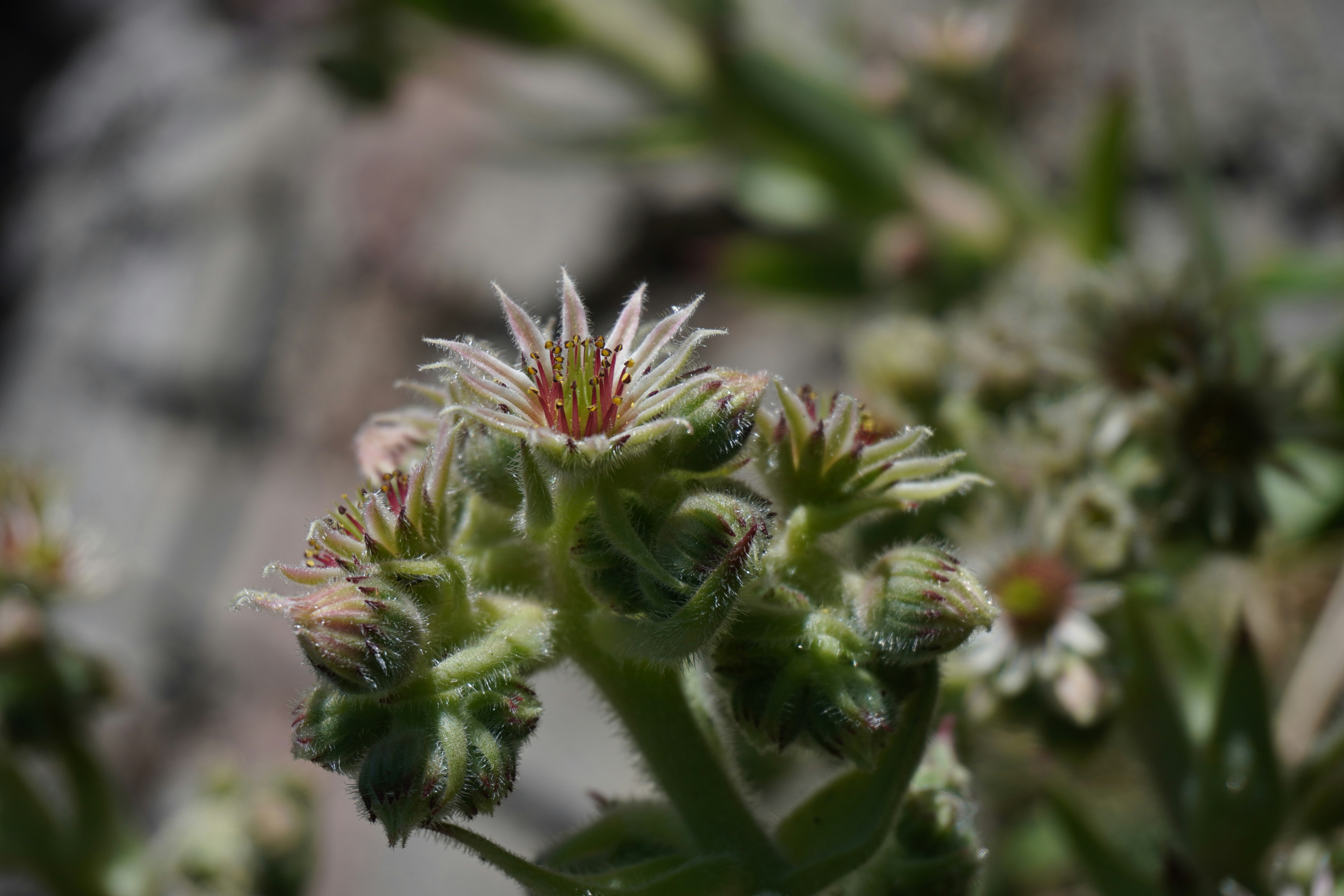 Closed Buds in Focus: Fuzzy Green Spreas of a Desert Plant
