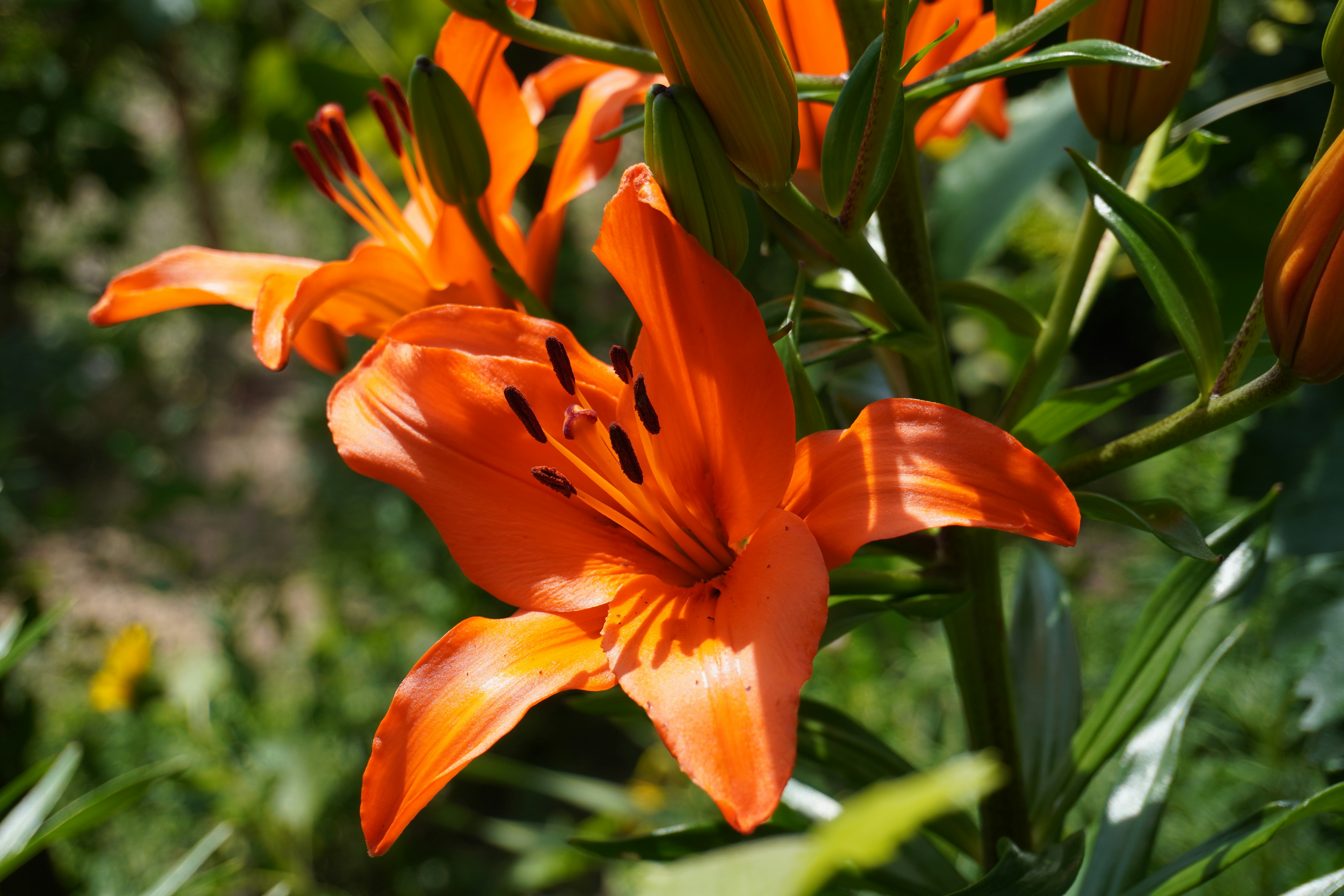 Orange Lily in Sunlit Garden: Petal Details and Bold Stems