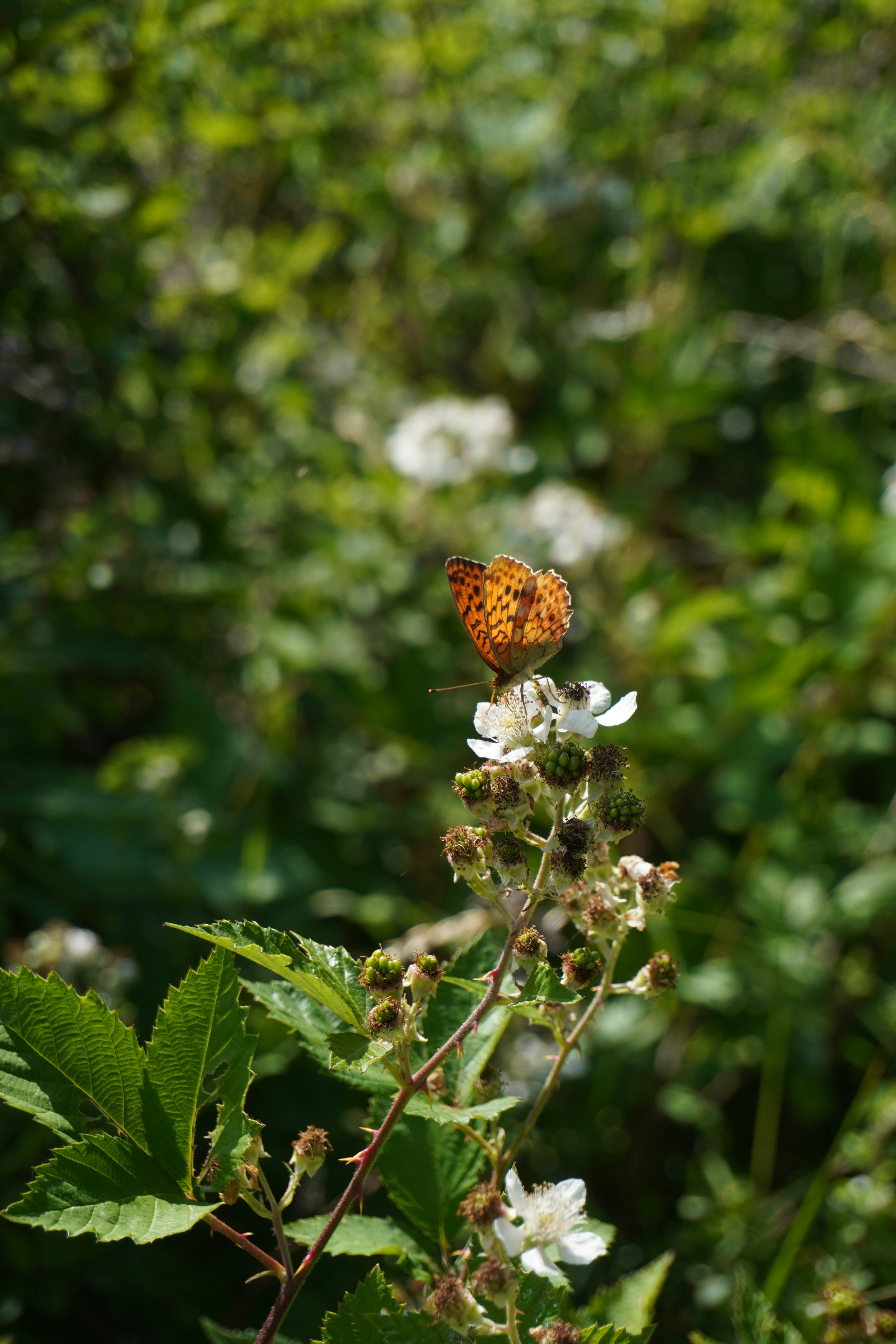 Amber Monarch on a White Bloomsedge