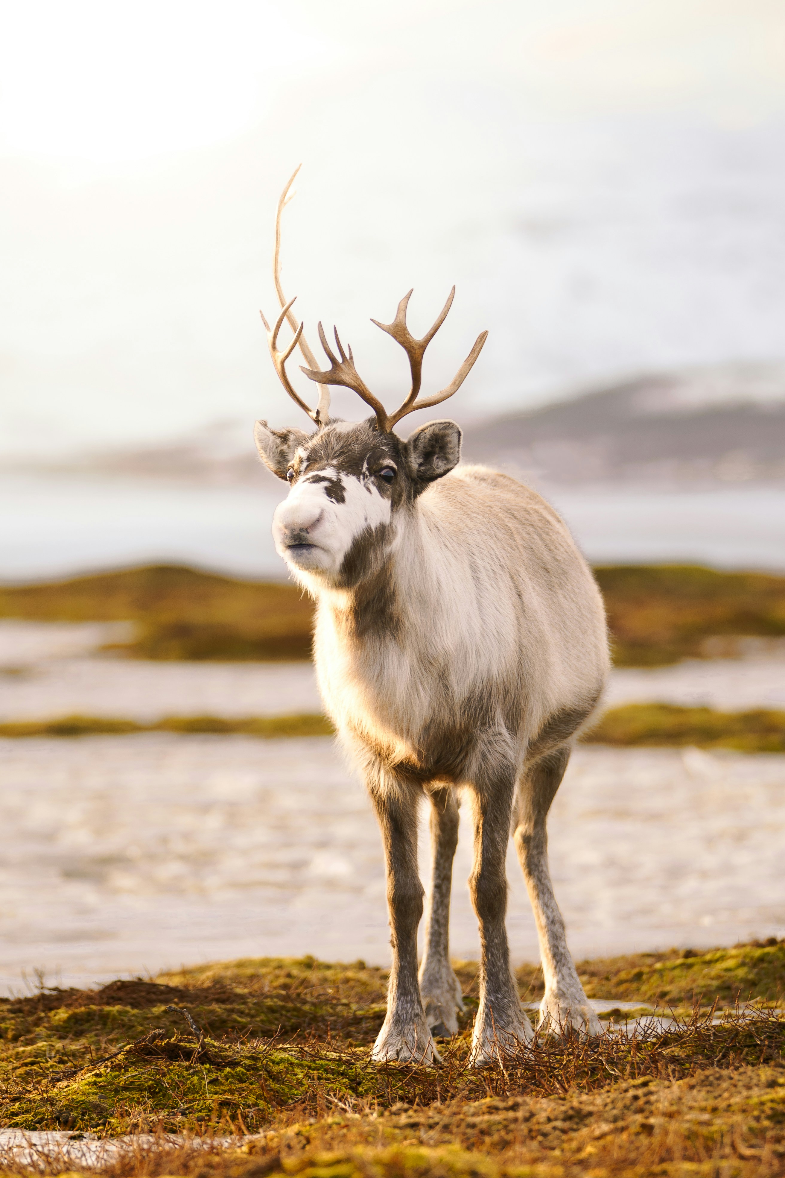 Silhouette of a Majestic Reindeer Under Dawn Light