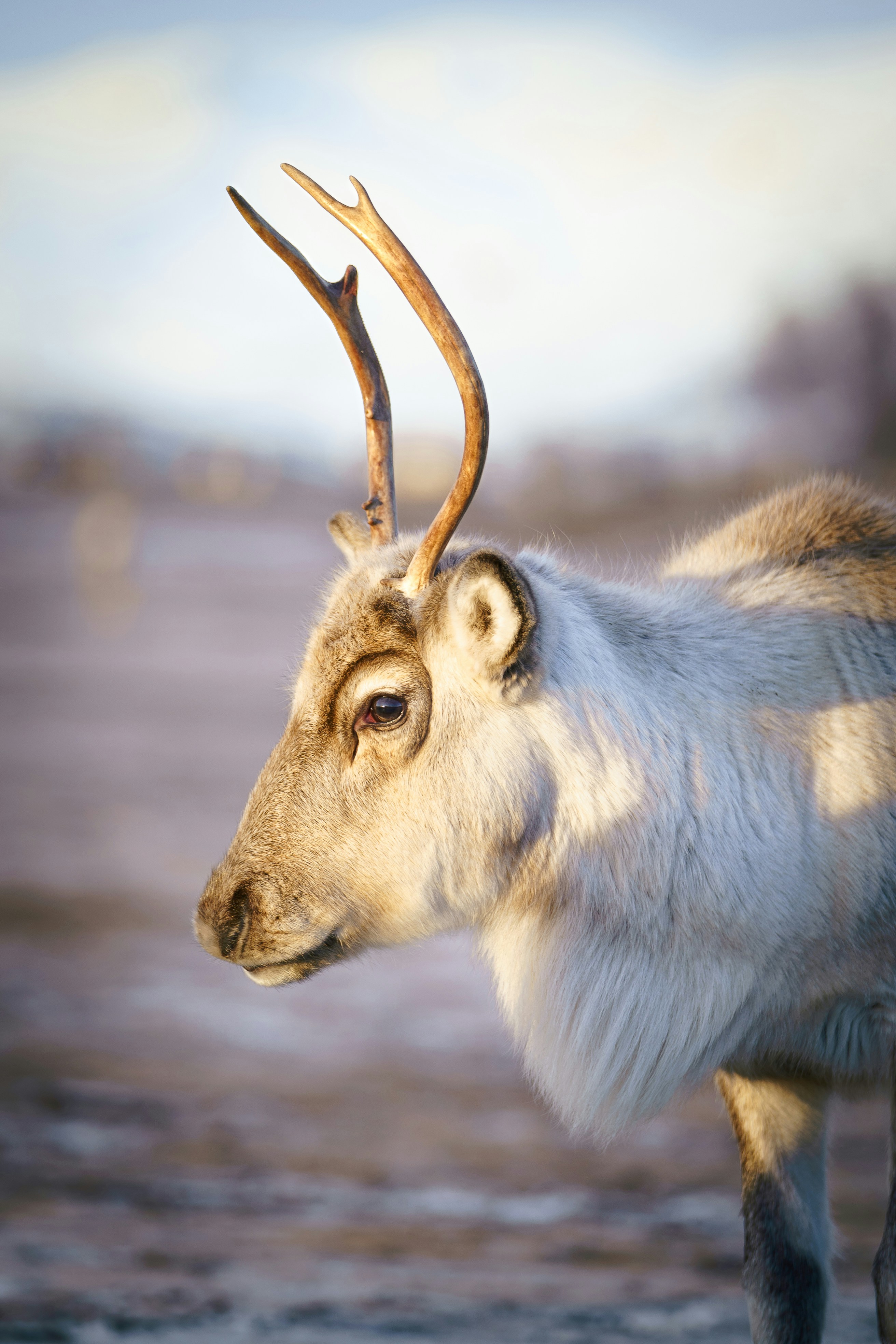 Winter Stag in Soft Light