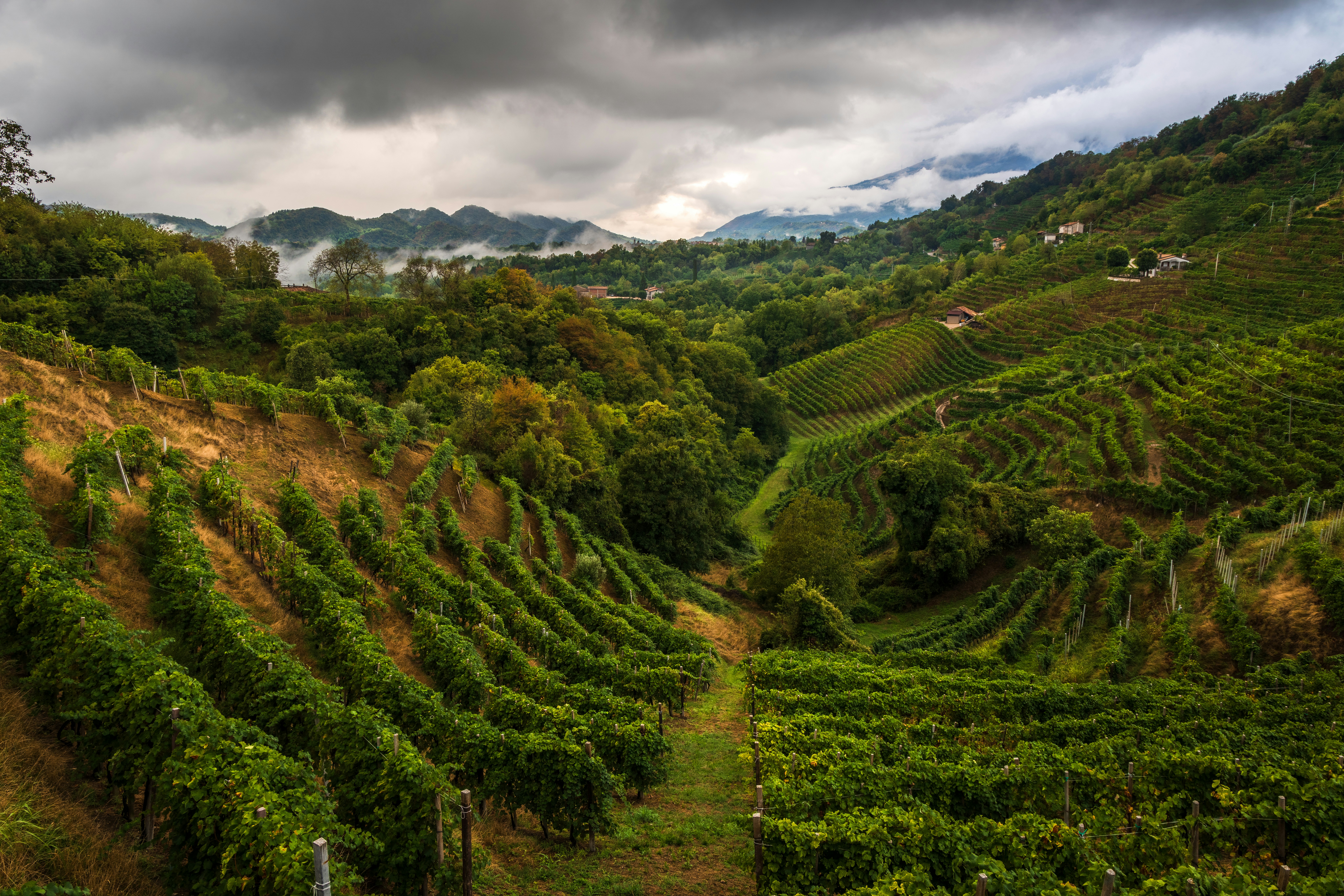 Terraced vineyard rows ripple across rolling hills beneath a moody sky, revealing a lush, structured landscape.