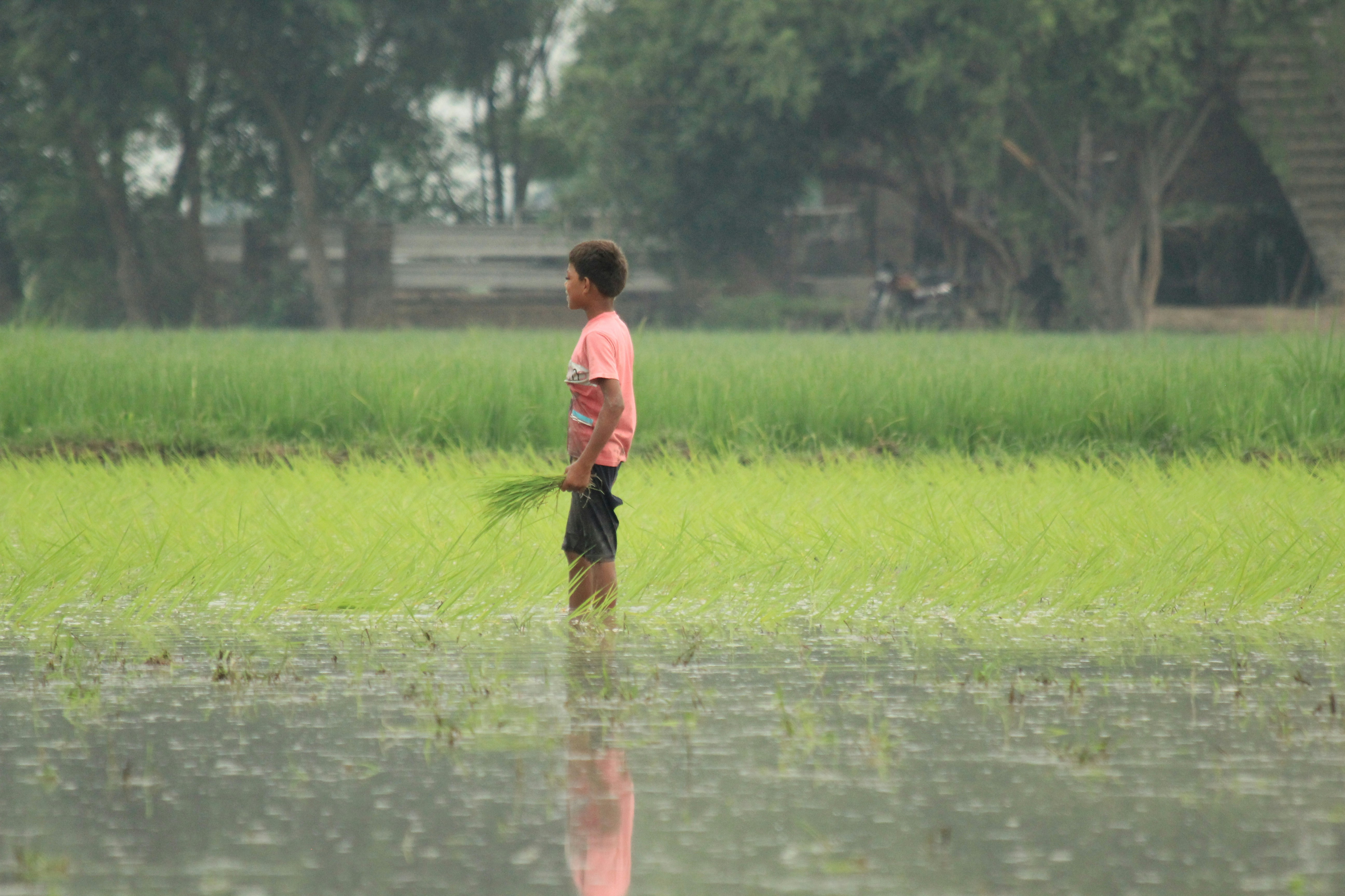 Youth in a Rice Field: A Quiet Stroll Across Distant Greens