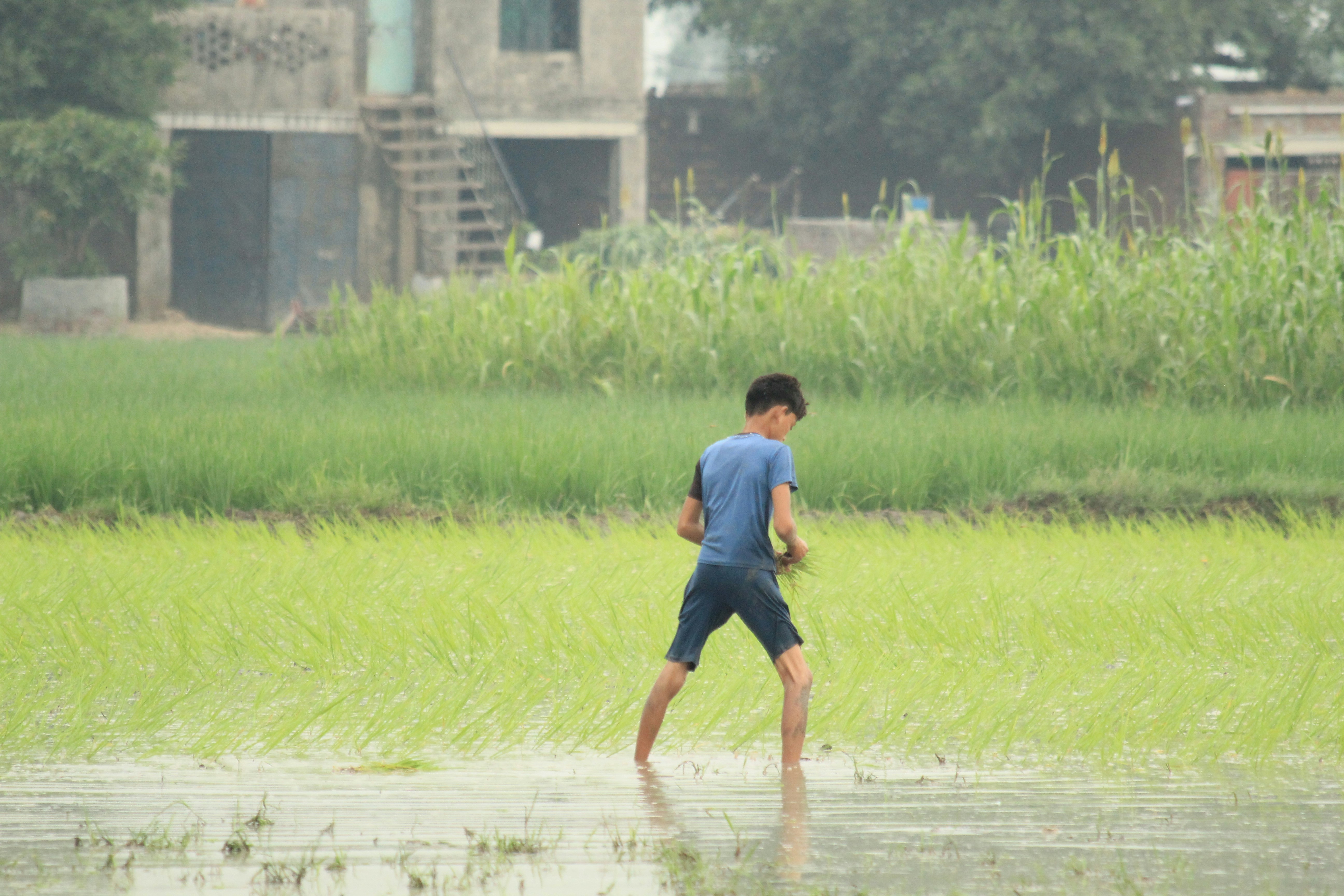 Boy in a Tinged Rice Field: A Quiet Moment of Goofy Stride