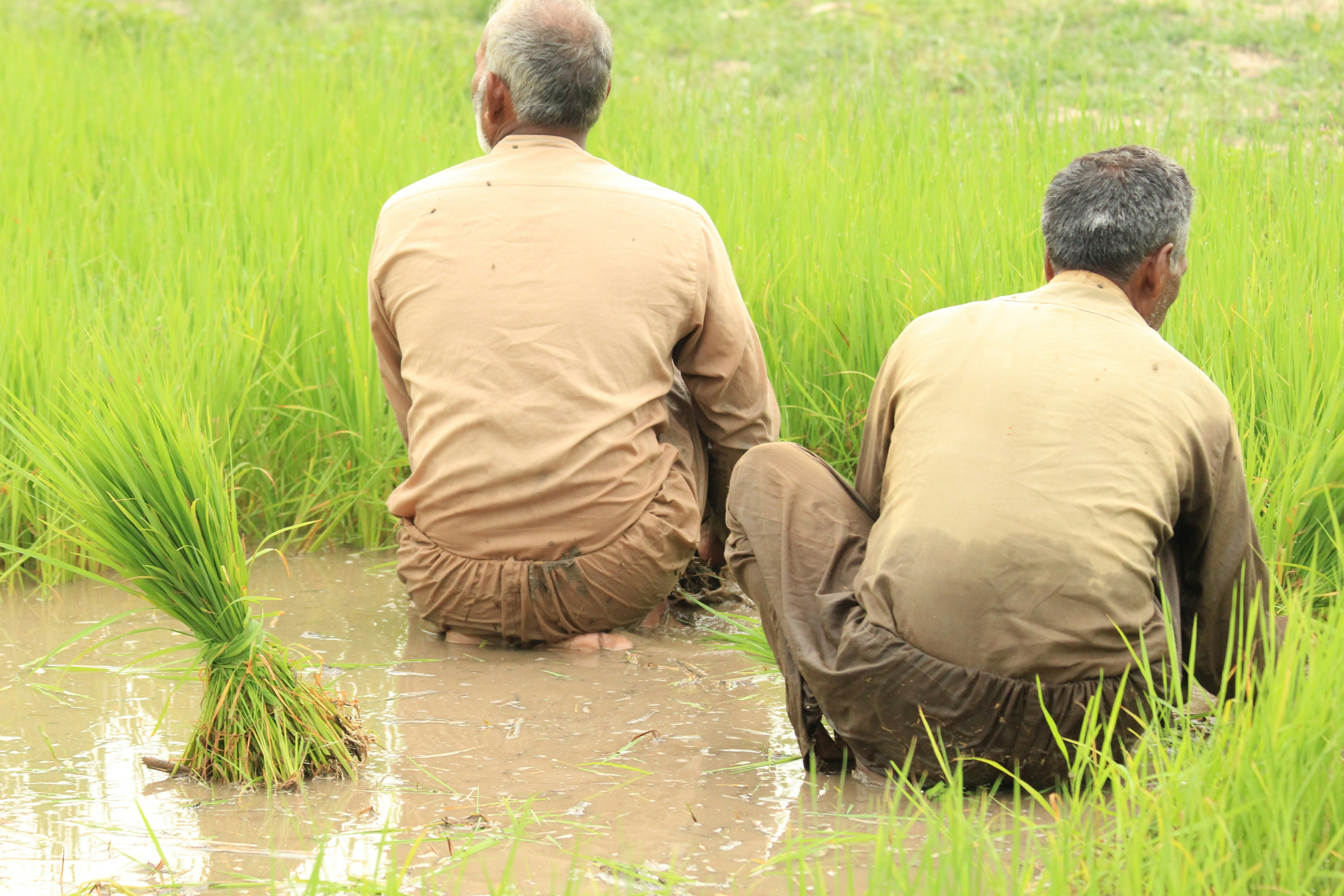 Two Farmers Rest in a Verdant Rice Field