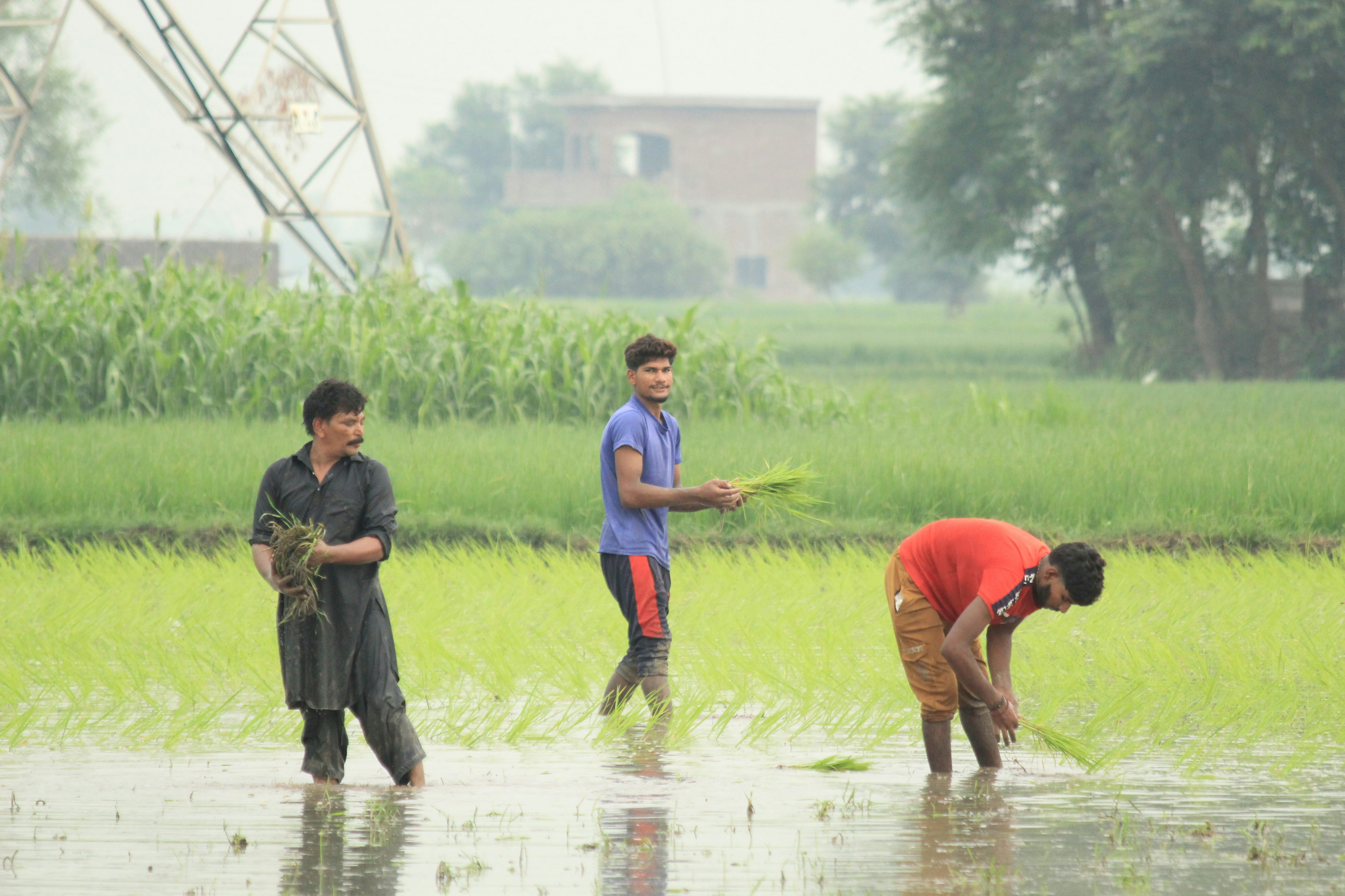 Harvest Field Hands: A Quiet Moment in the Paddy