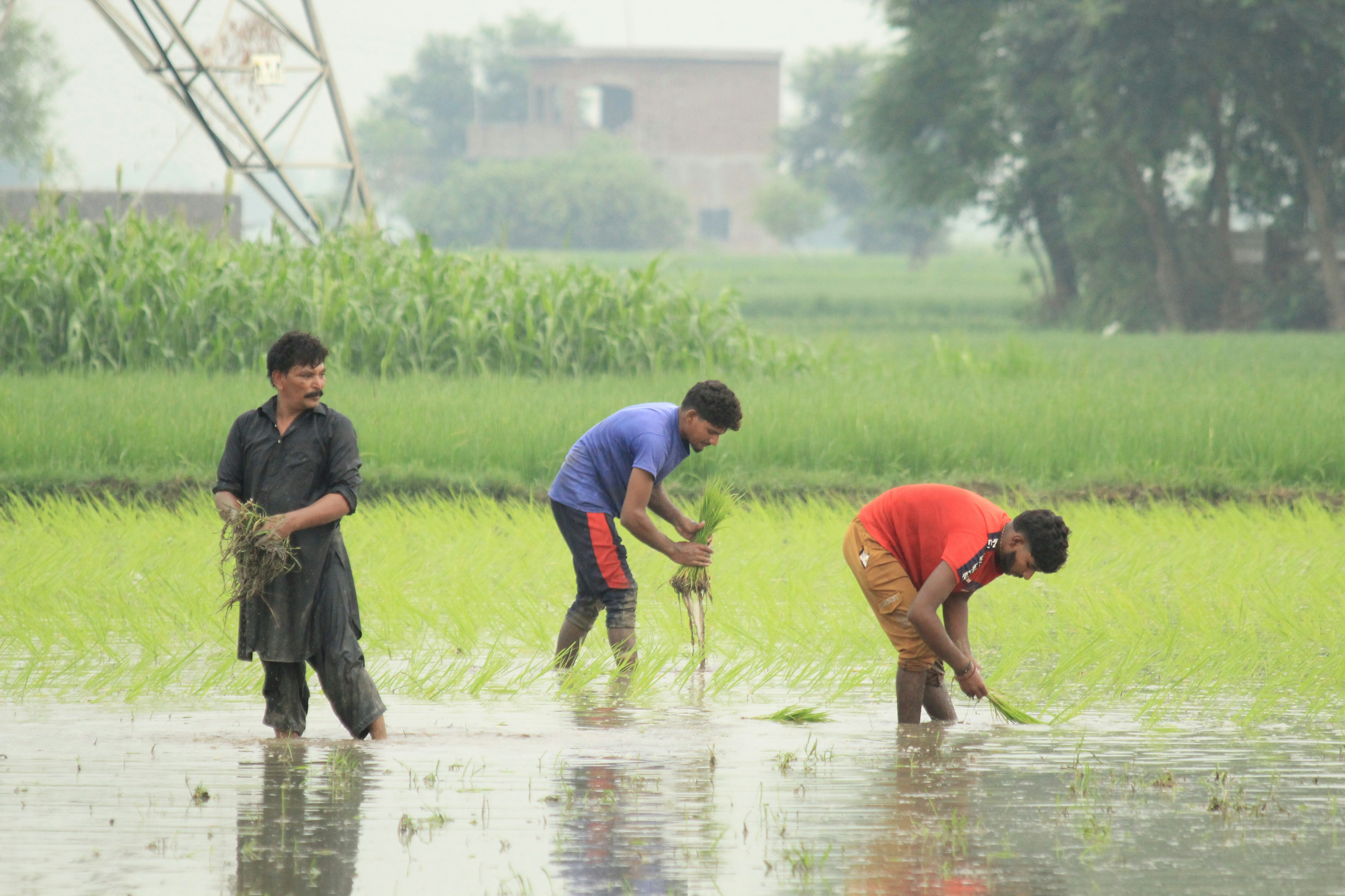 Harvest Hands in a Paddy: Tracing Life Through Water and Light