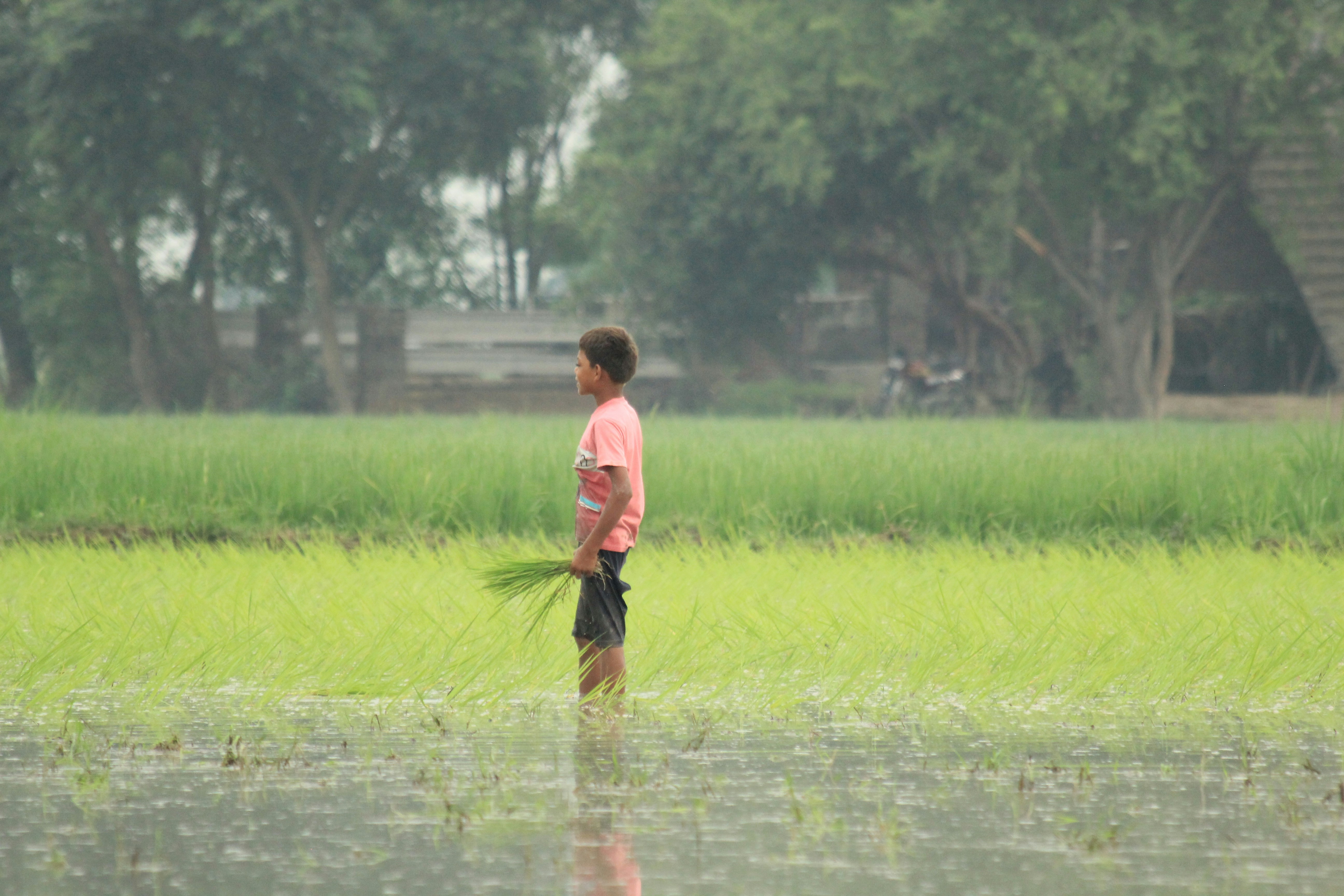 Boy in a pink shirt stands in a flooded paddy under a hazy, green canopy