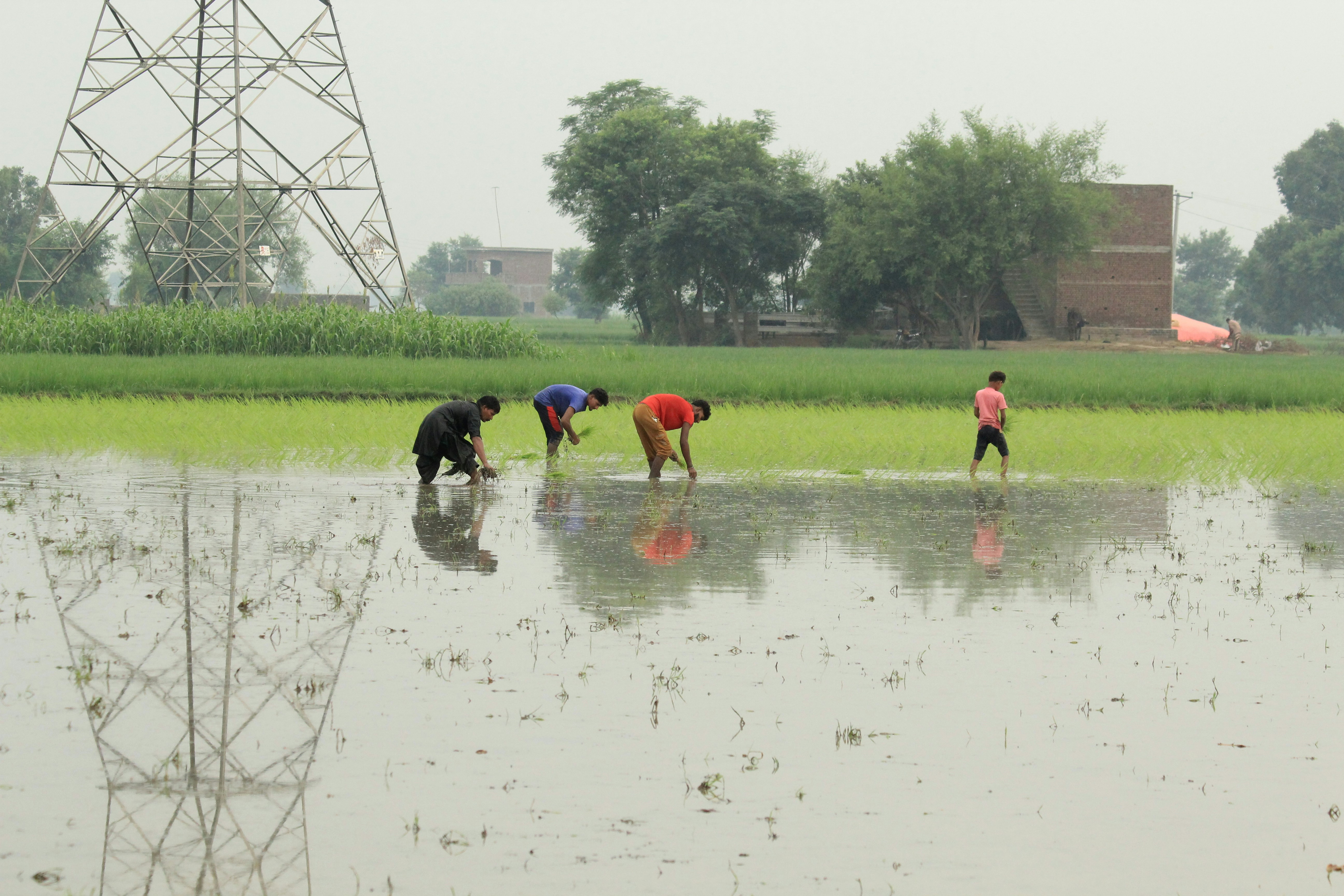 Hands in the Mud: A Rural Rice Field at Work