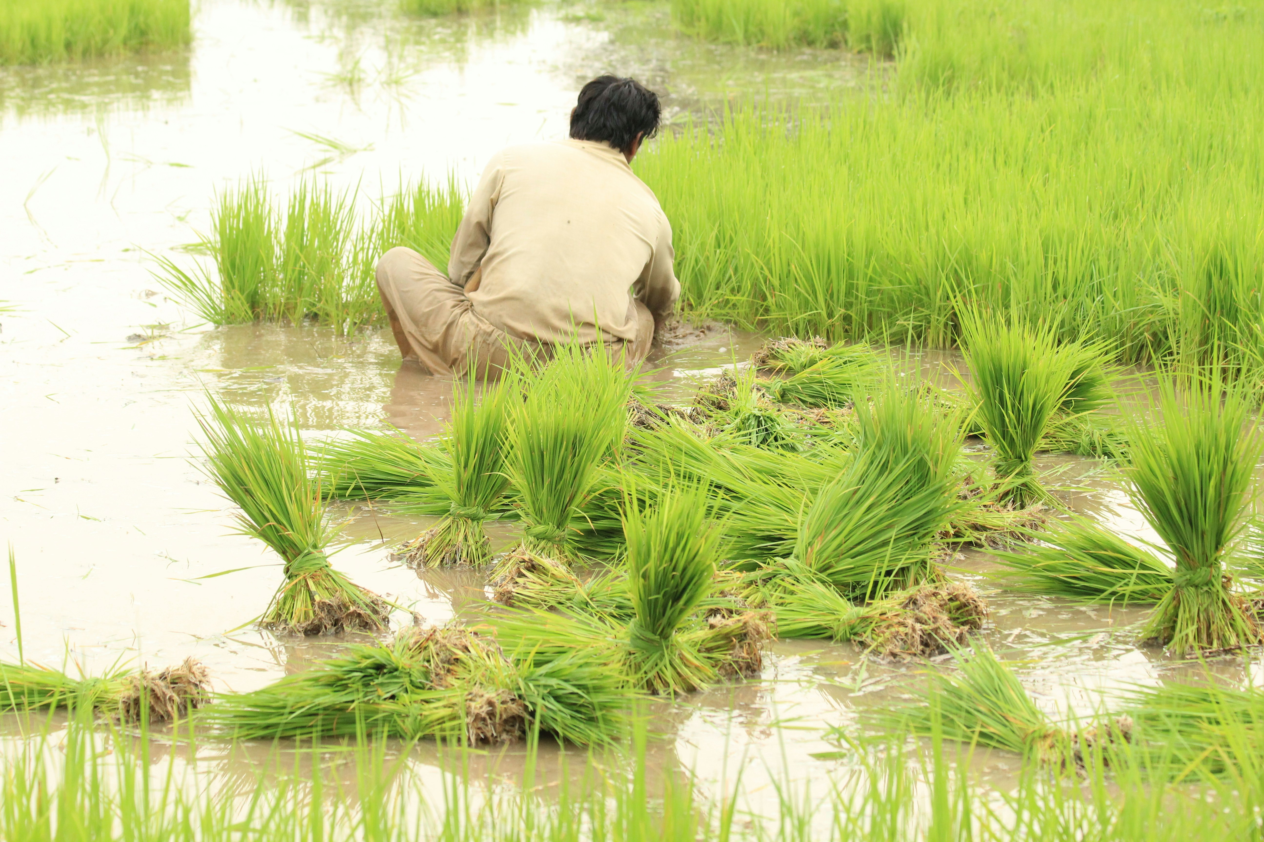 Hands in the Paddy: A Backlit Farmer Tending Young Green Shoots