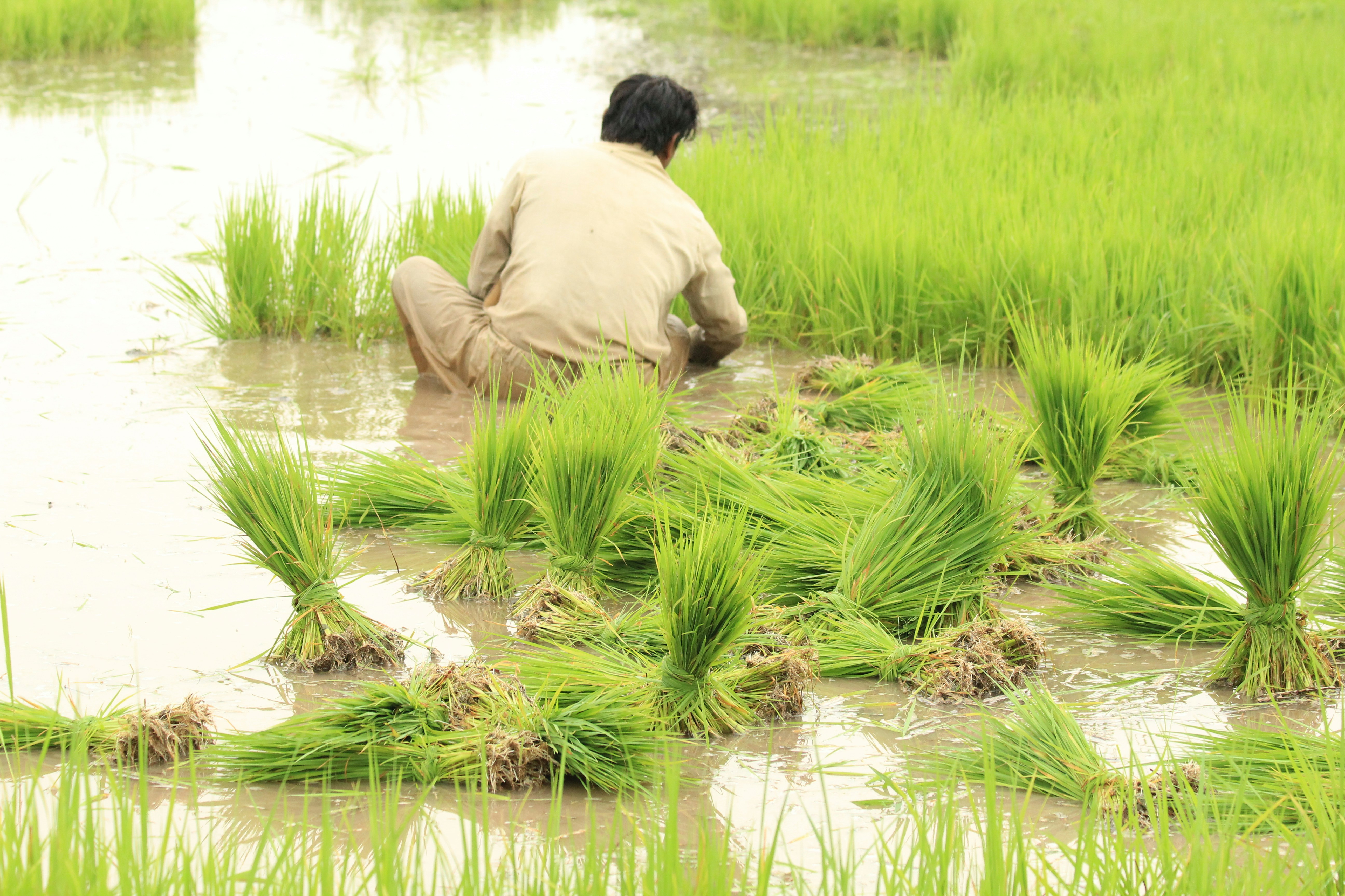 Planted in the Mud: A Harvester at the Edge of the Young Rice Field