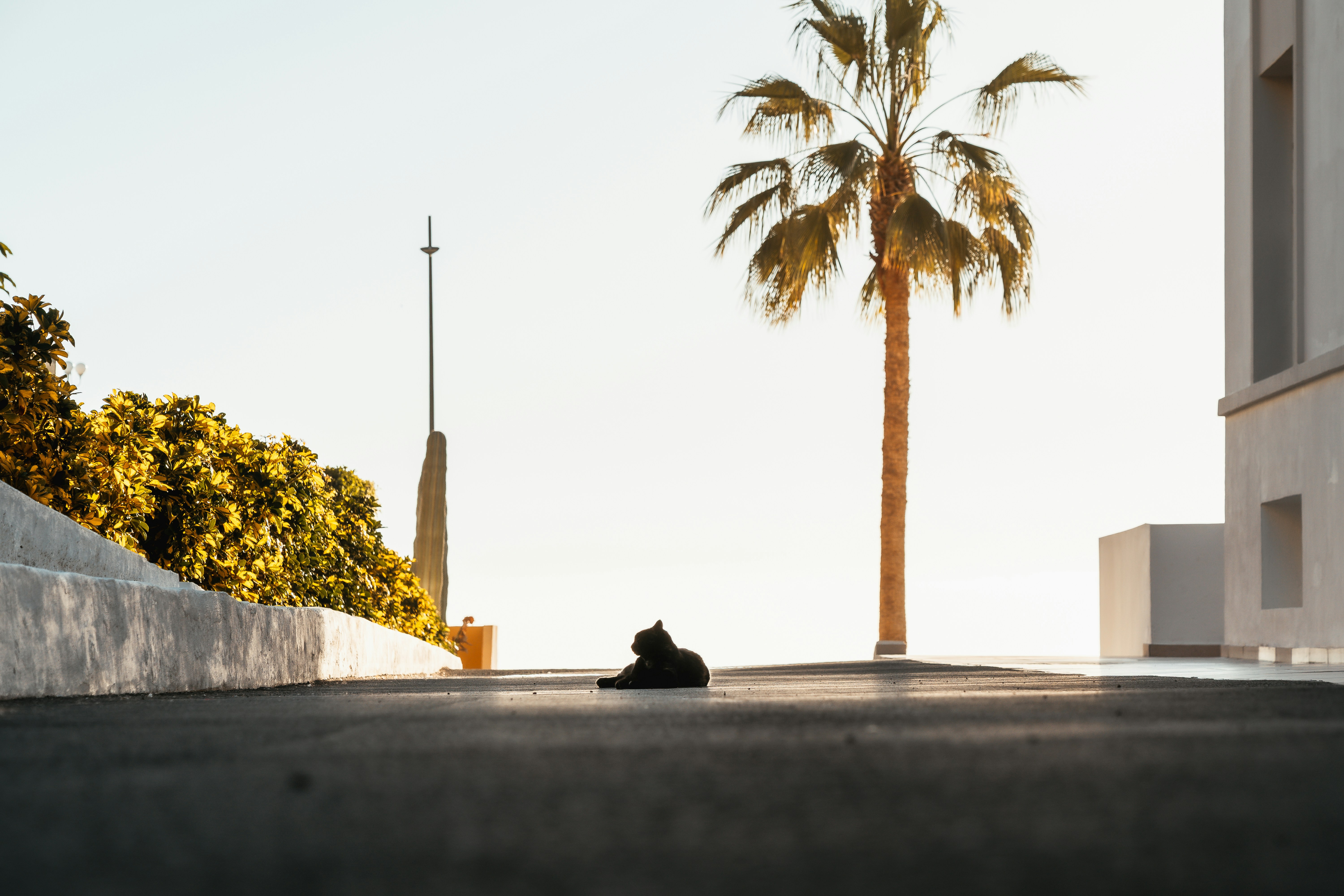 Lonely Cat at the Edge: A Quiet Palm-Draped Walkway