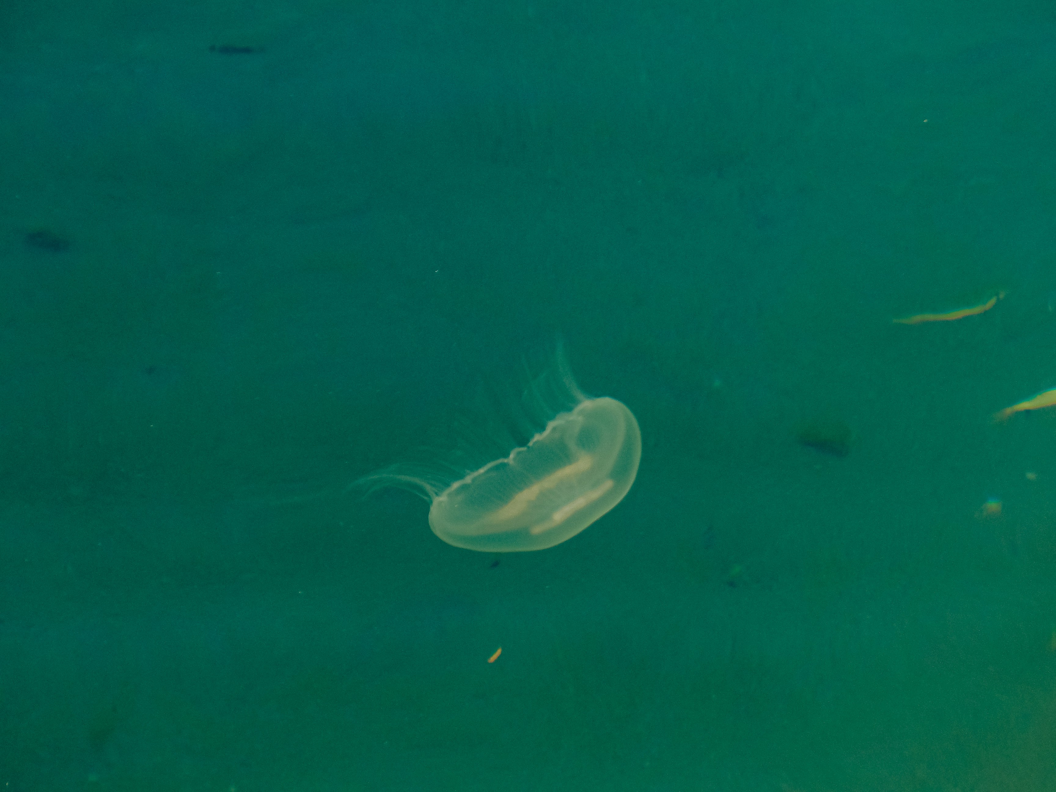 Ghost in the Blue: A Single Jellyfish Drifts in Quiet Wavelengths