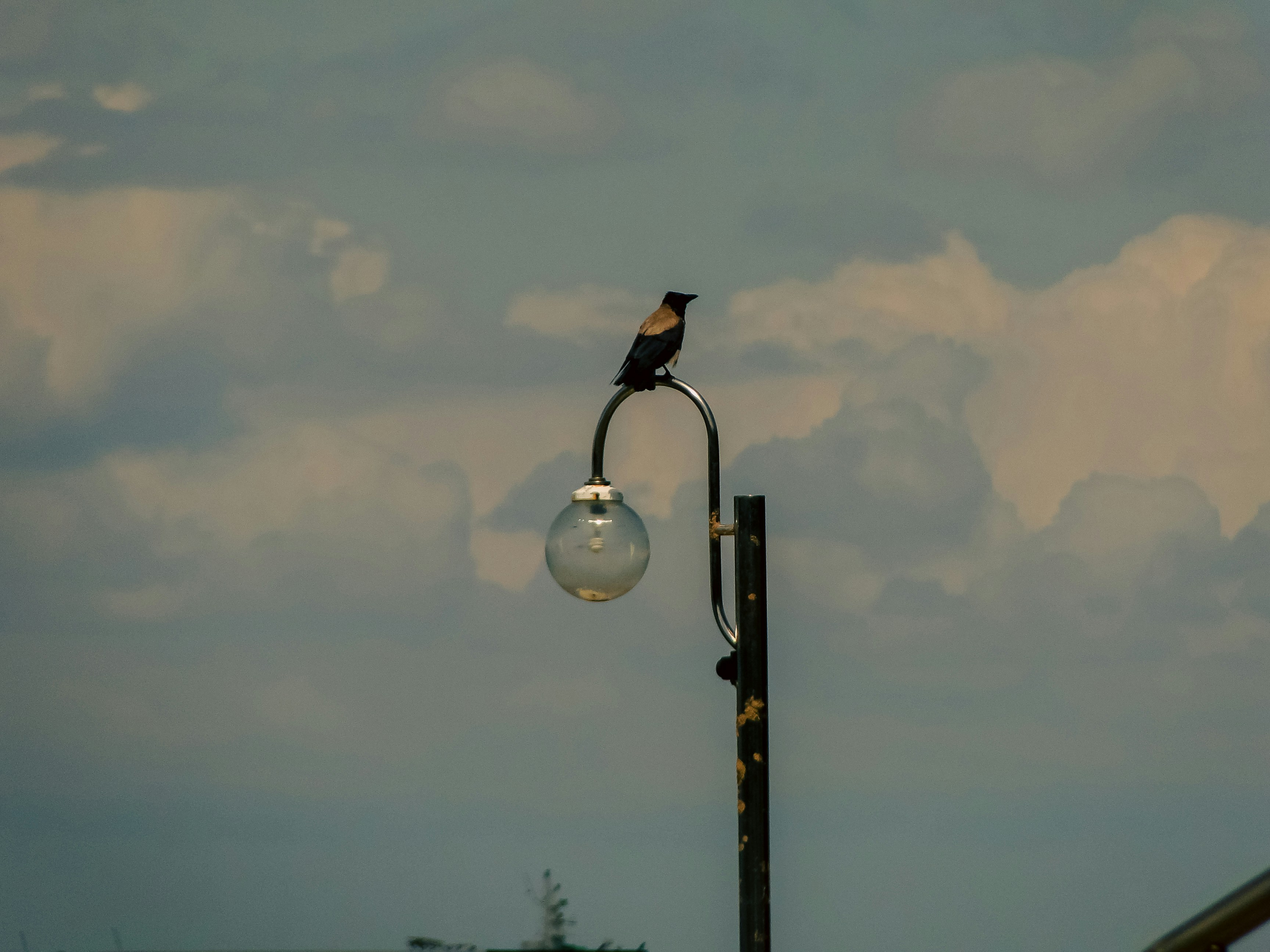 Perched at Dusk: A Lone Bird on a Curved Lamp