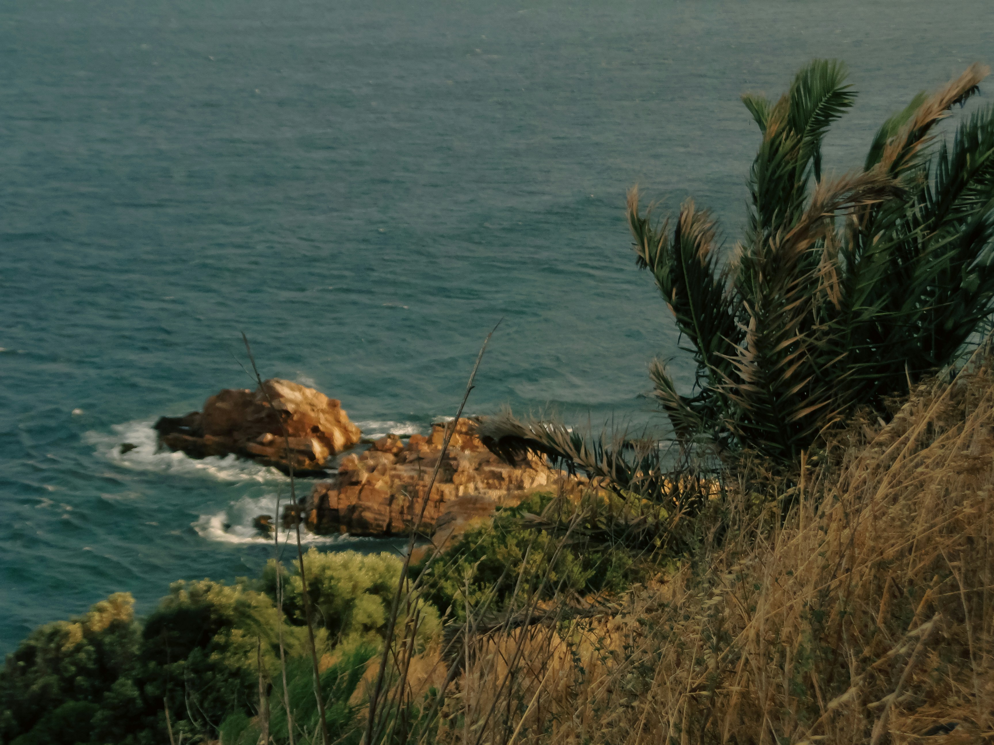 Coastal Cliffs and Windswept Palms