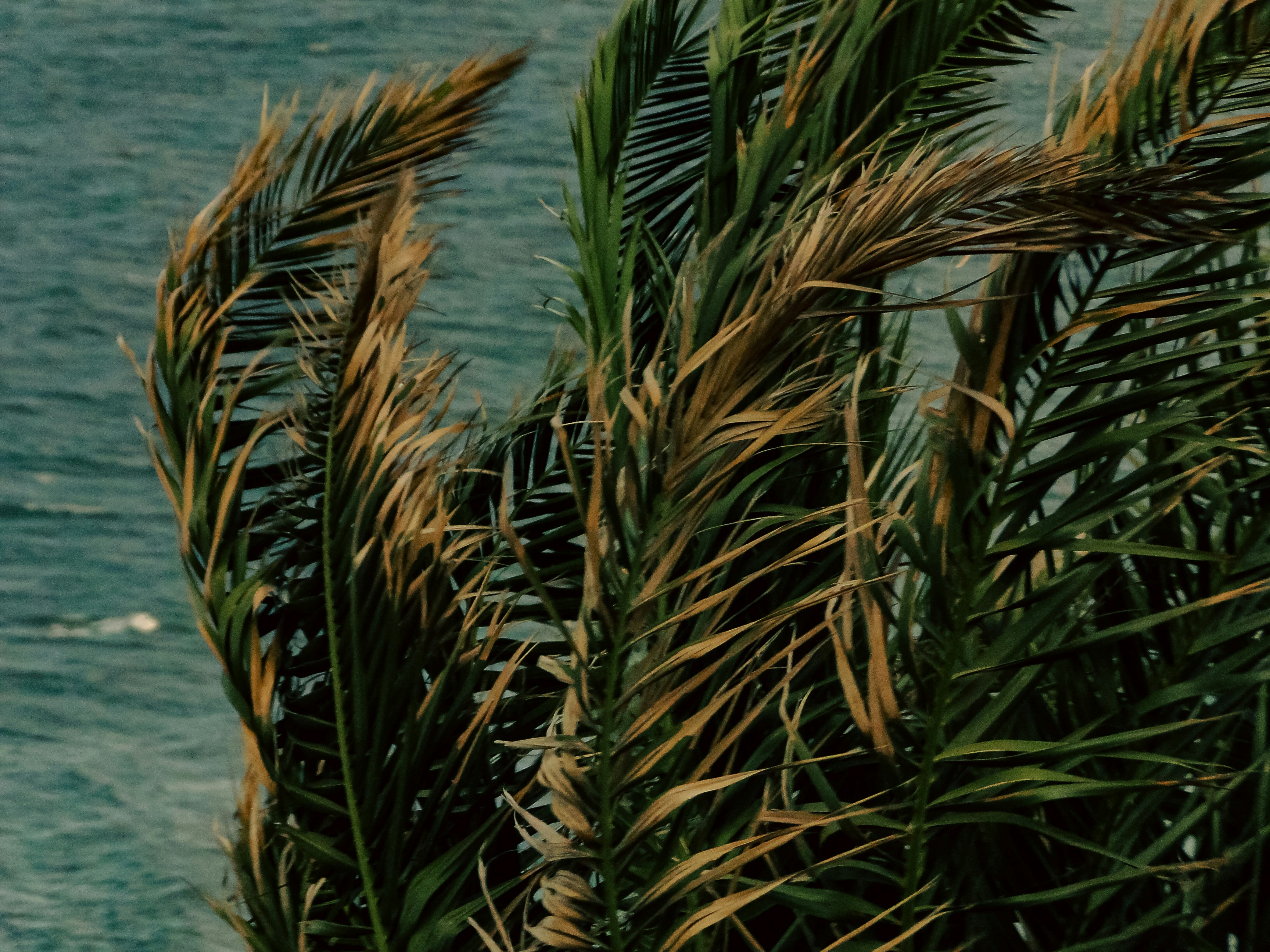 Windward Foliage by Turquoise Sea