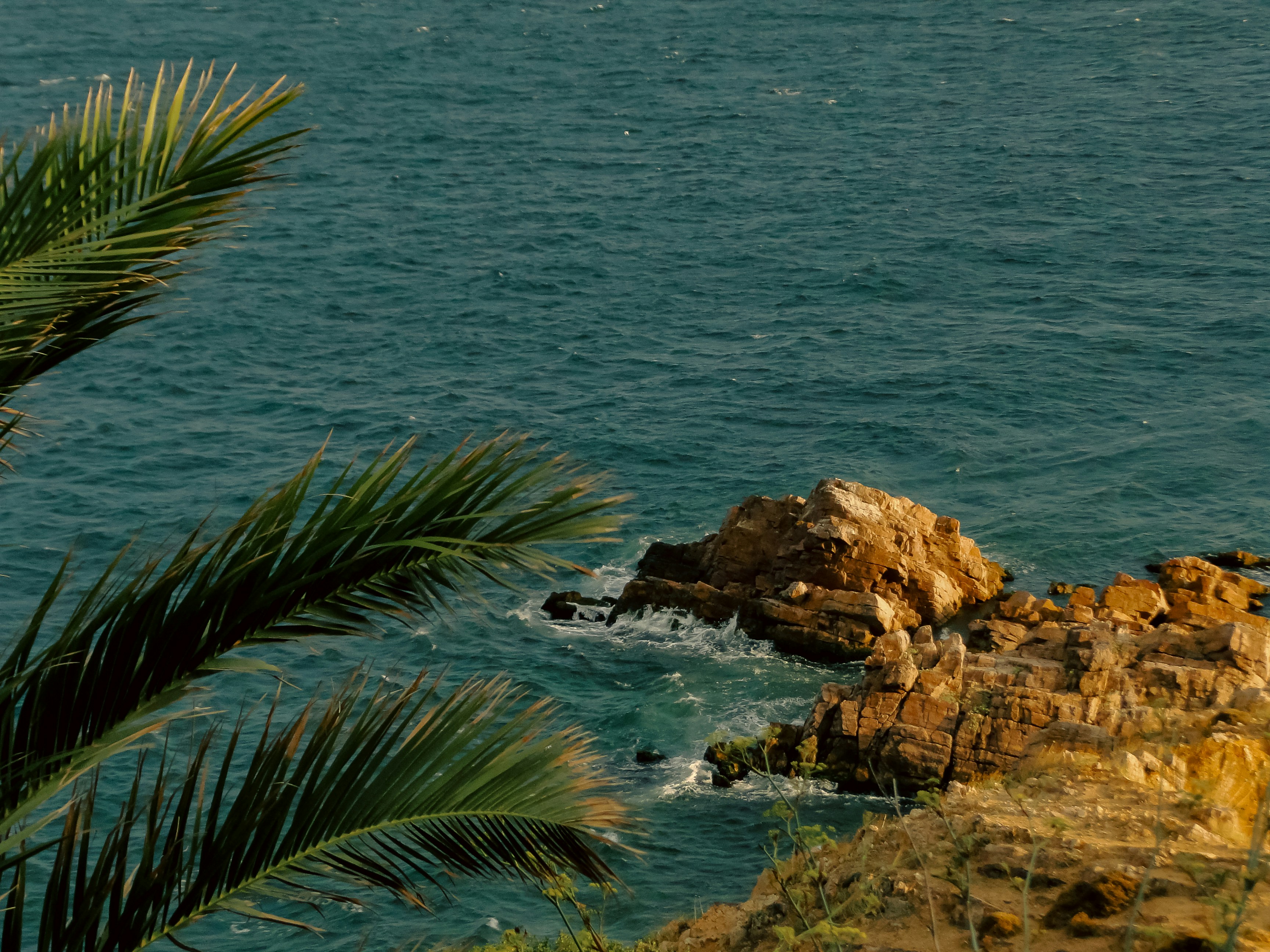 Coastal Cypress and Rock Seascape