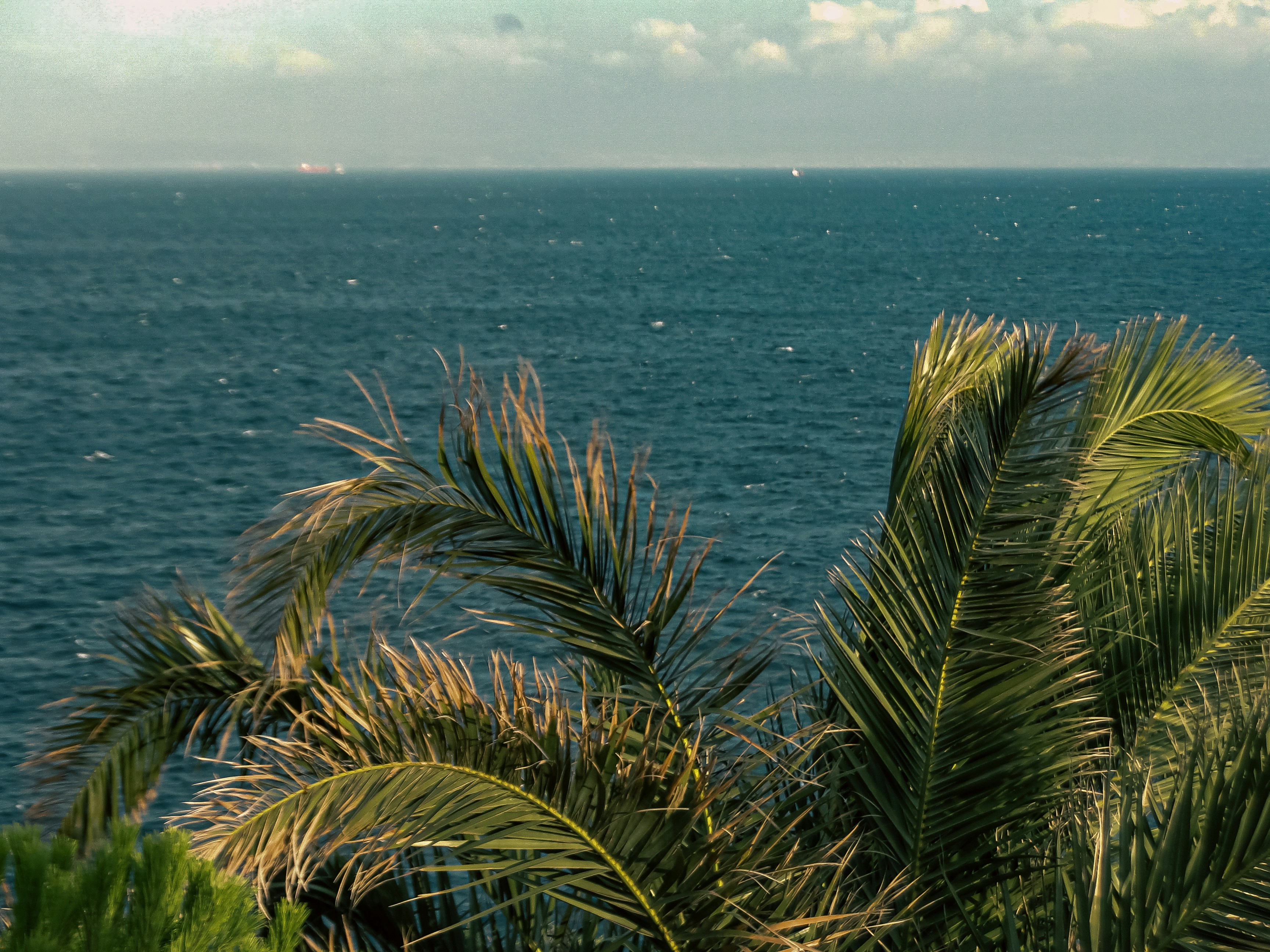 Bright tropical seascape with palm fronds in the foreground and a calm blue ocean extending to the horizon.