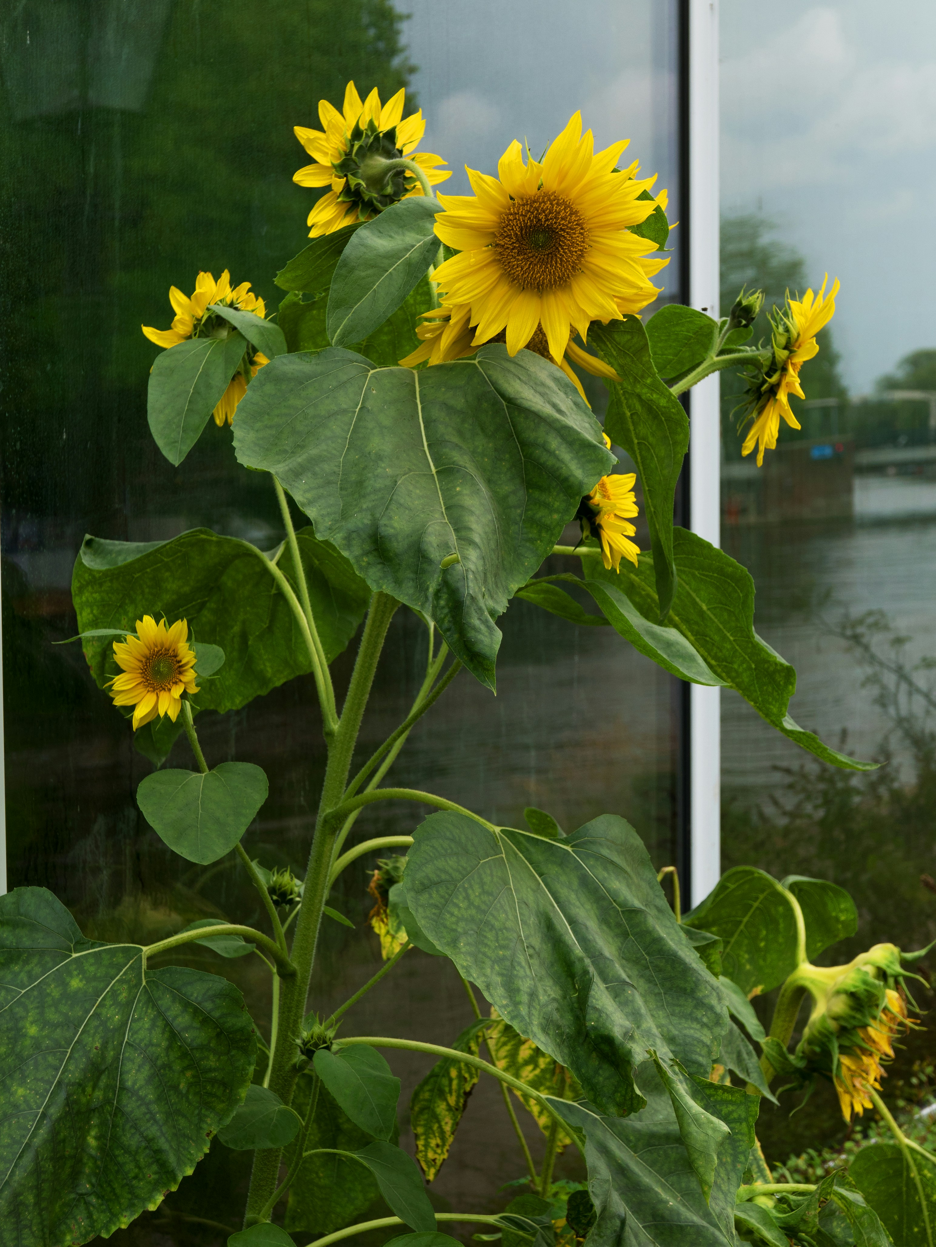 Sunlit Sunflowers by the Window