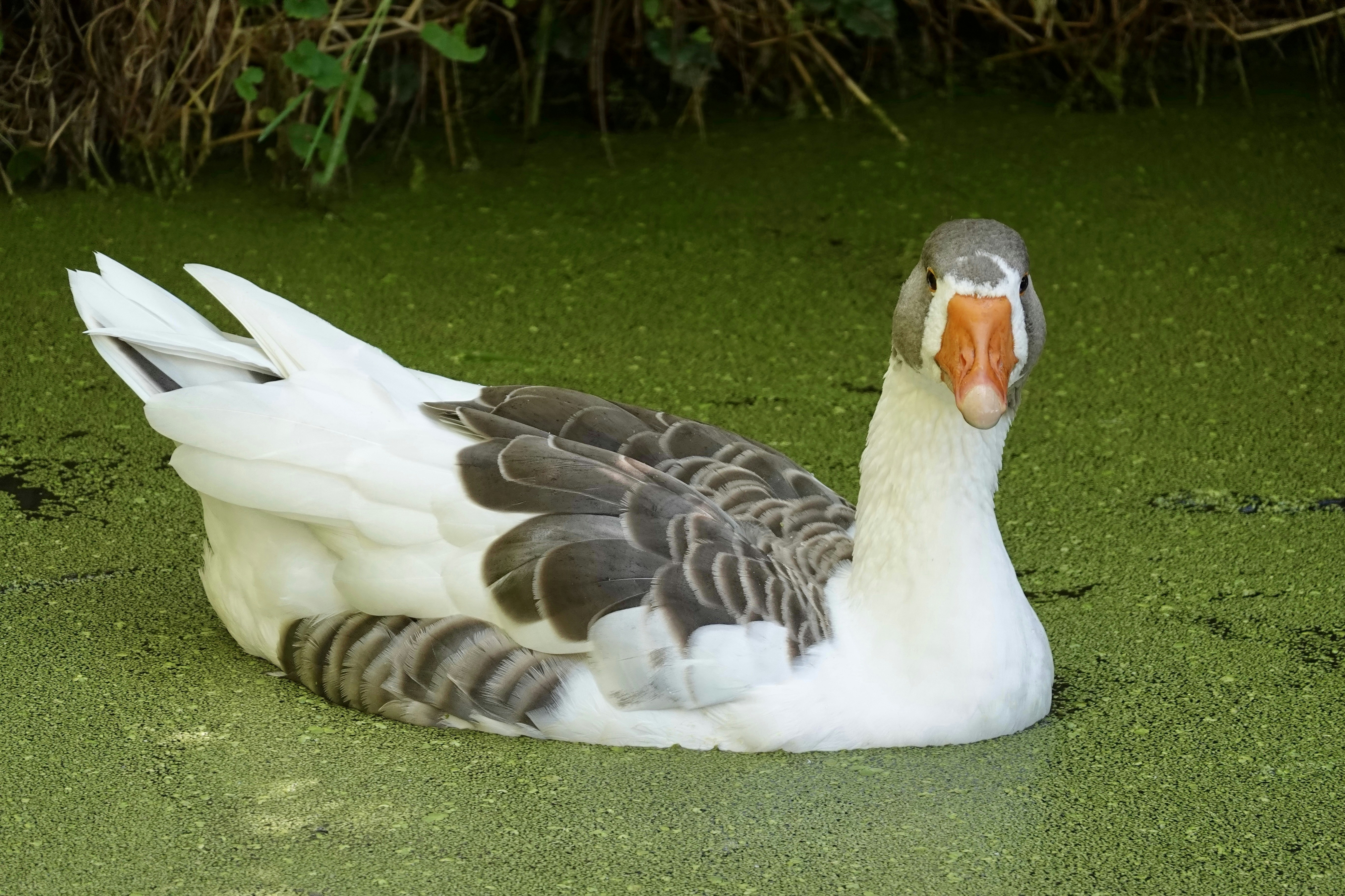 White swan gliding on a green algae-covered pond with brown and white feather patterns along the body.